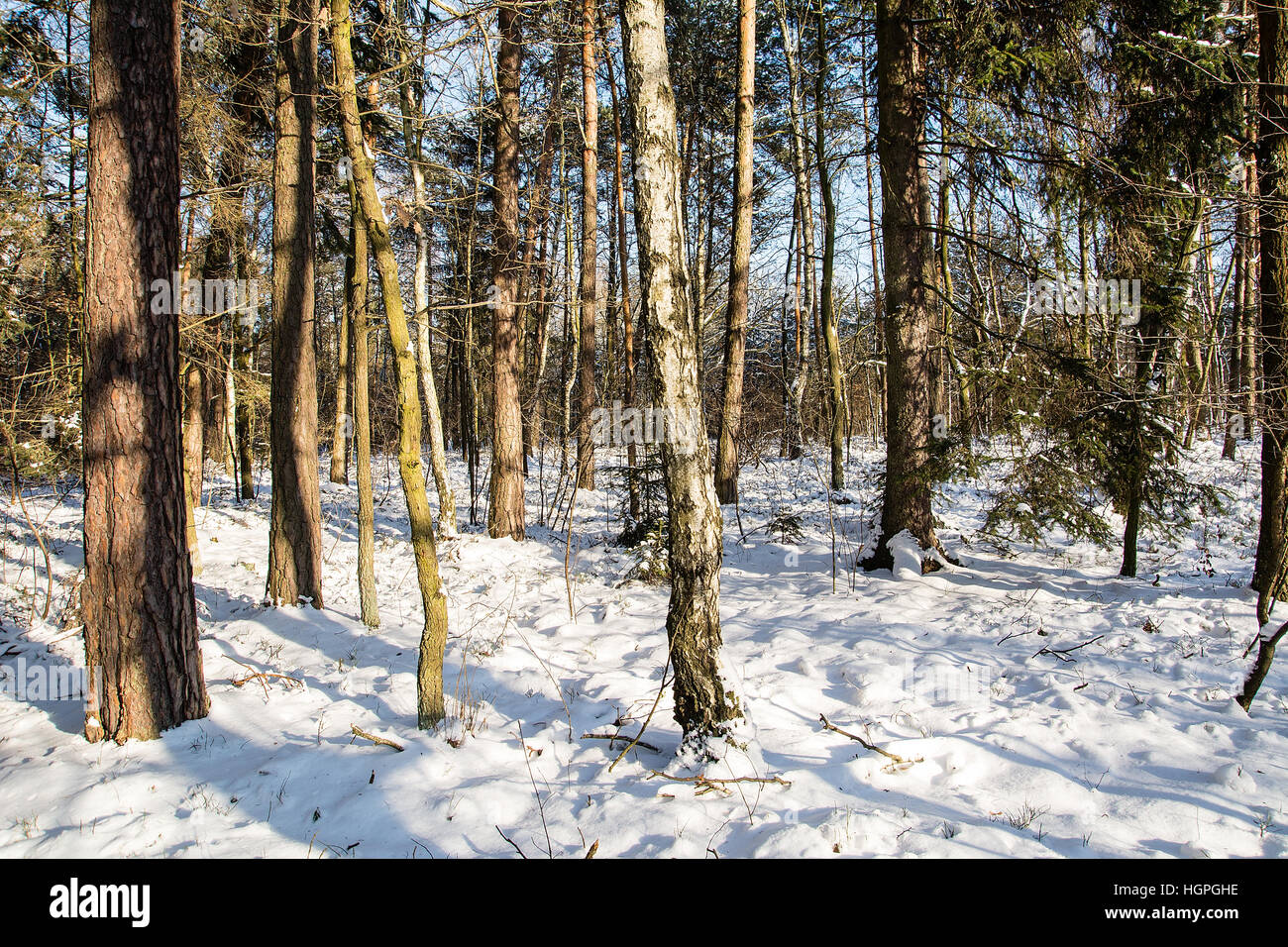 Forest in winter Stock Photo - Alamy