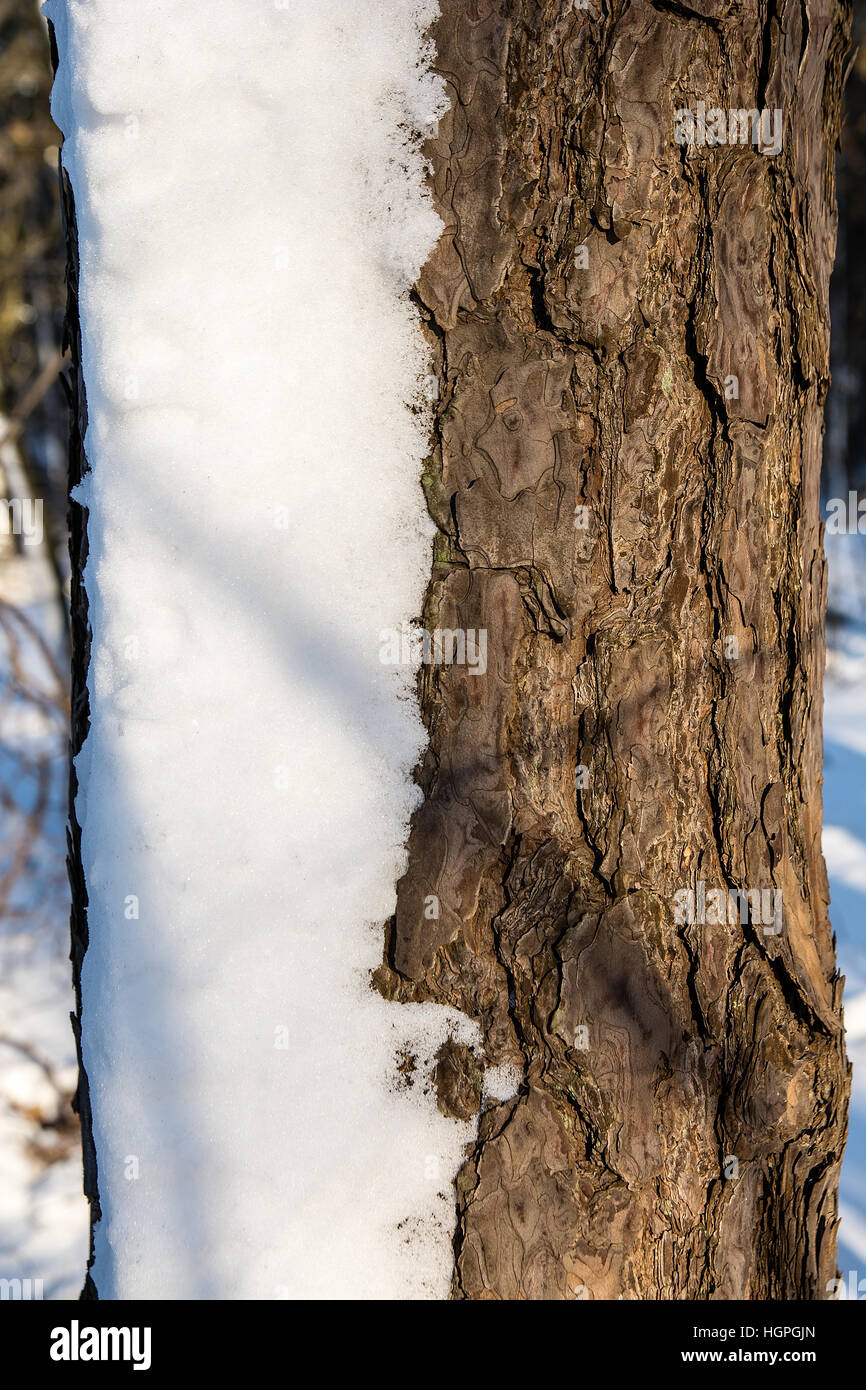 Snow on the tree in the forest Stock Photo - Alamy