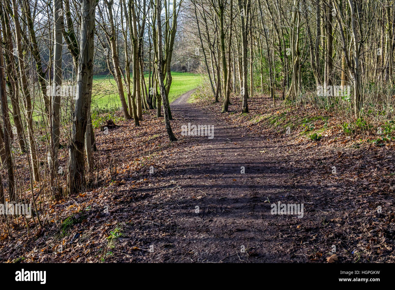 a walk amongst trees on a muddy path on a bright winters day Stock ...