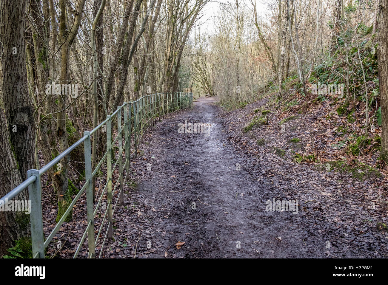 a walk amongst trees on a muddy path on a bright winters day Stock ...