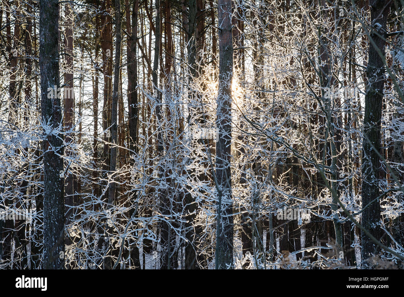 Forest in winter Stock Photo - Alamy