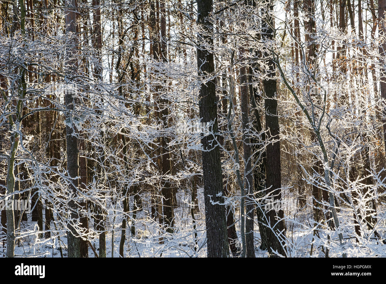 Forest in winter Stock Photo - Alamy
