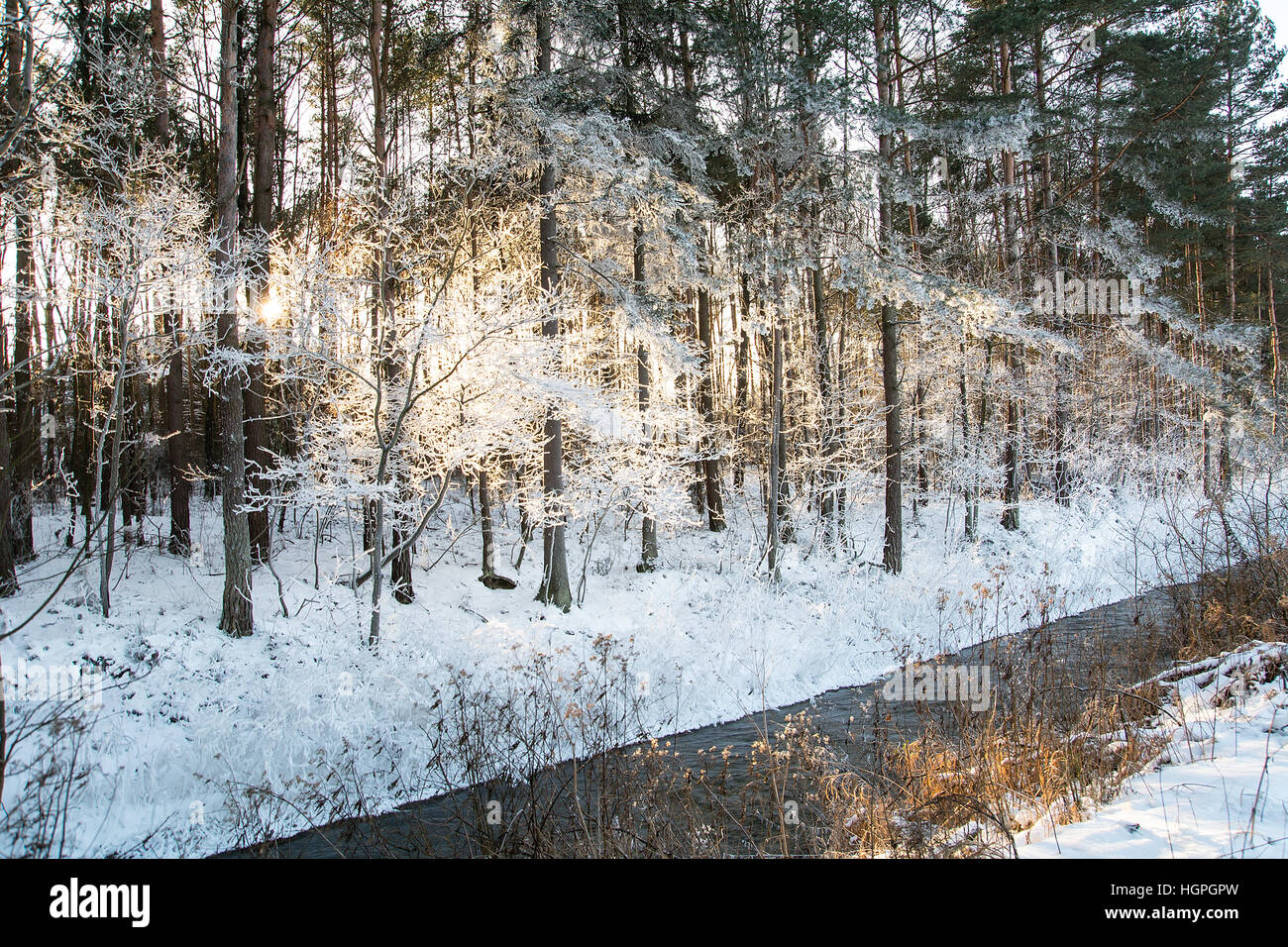 Forest in winter Stock Photo - Alamy