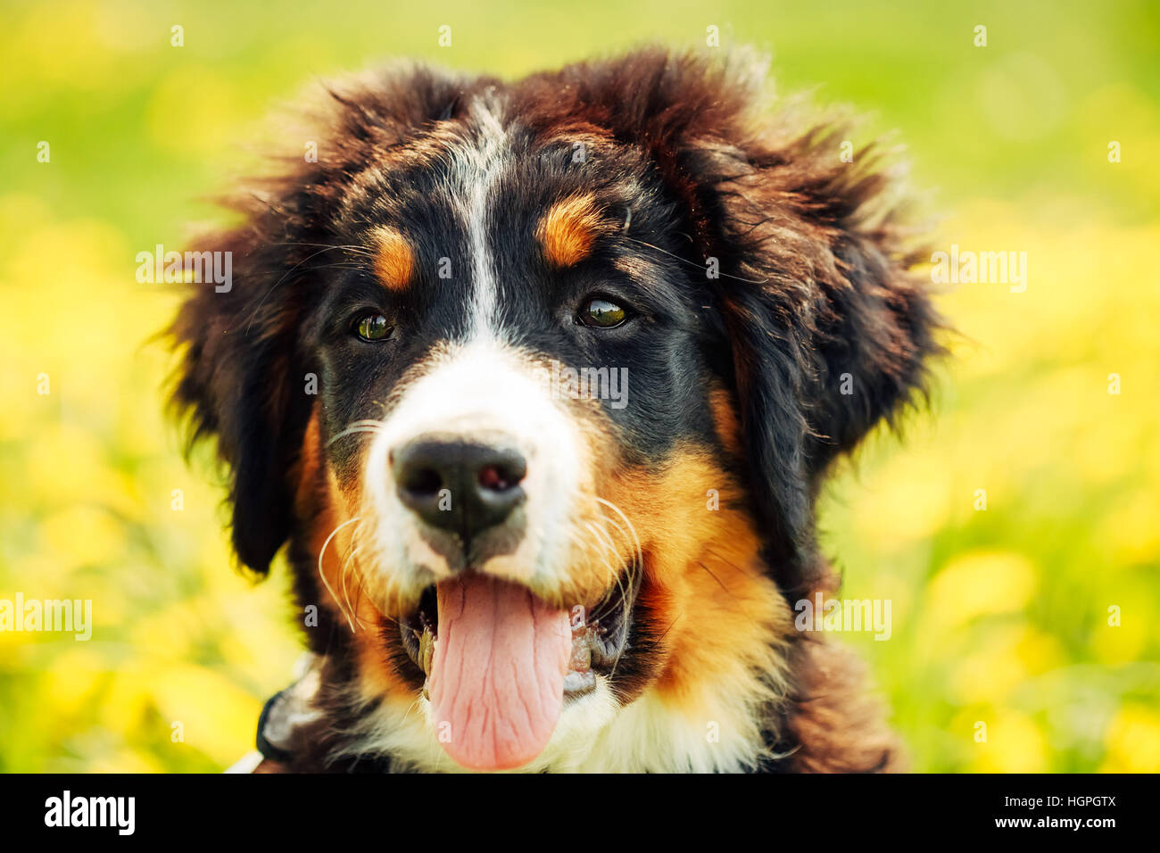 Bernese Mountain Dog Berner Sennenhund Puppy Close Up Stock Photo - Alamy