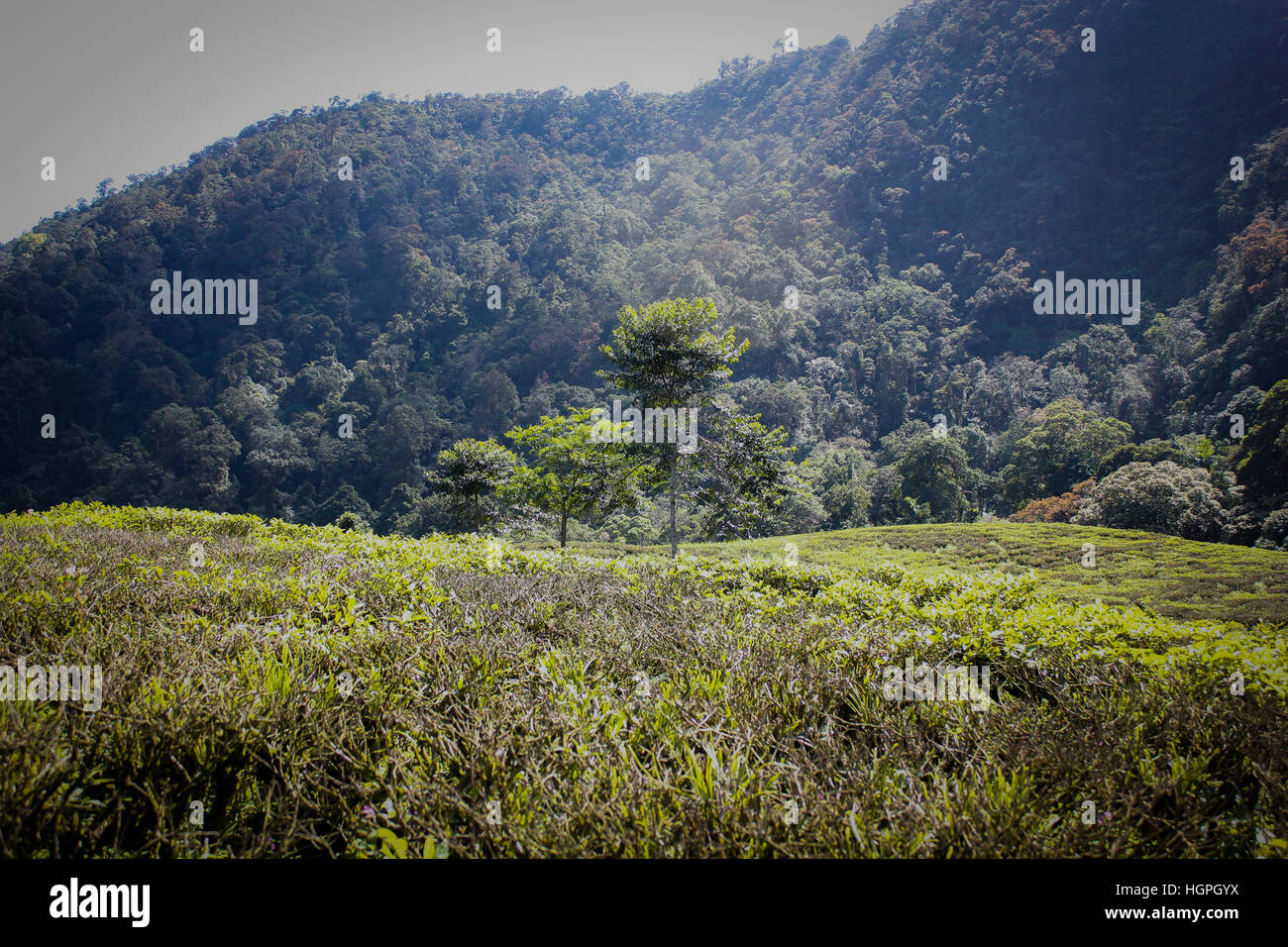 Trees on Tea Garden Stock Photo - Alamy