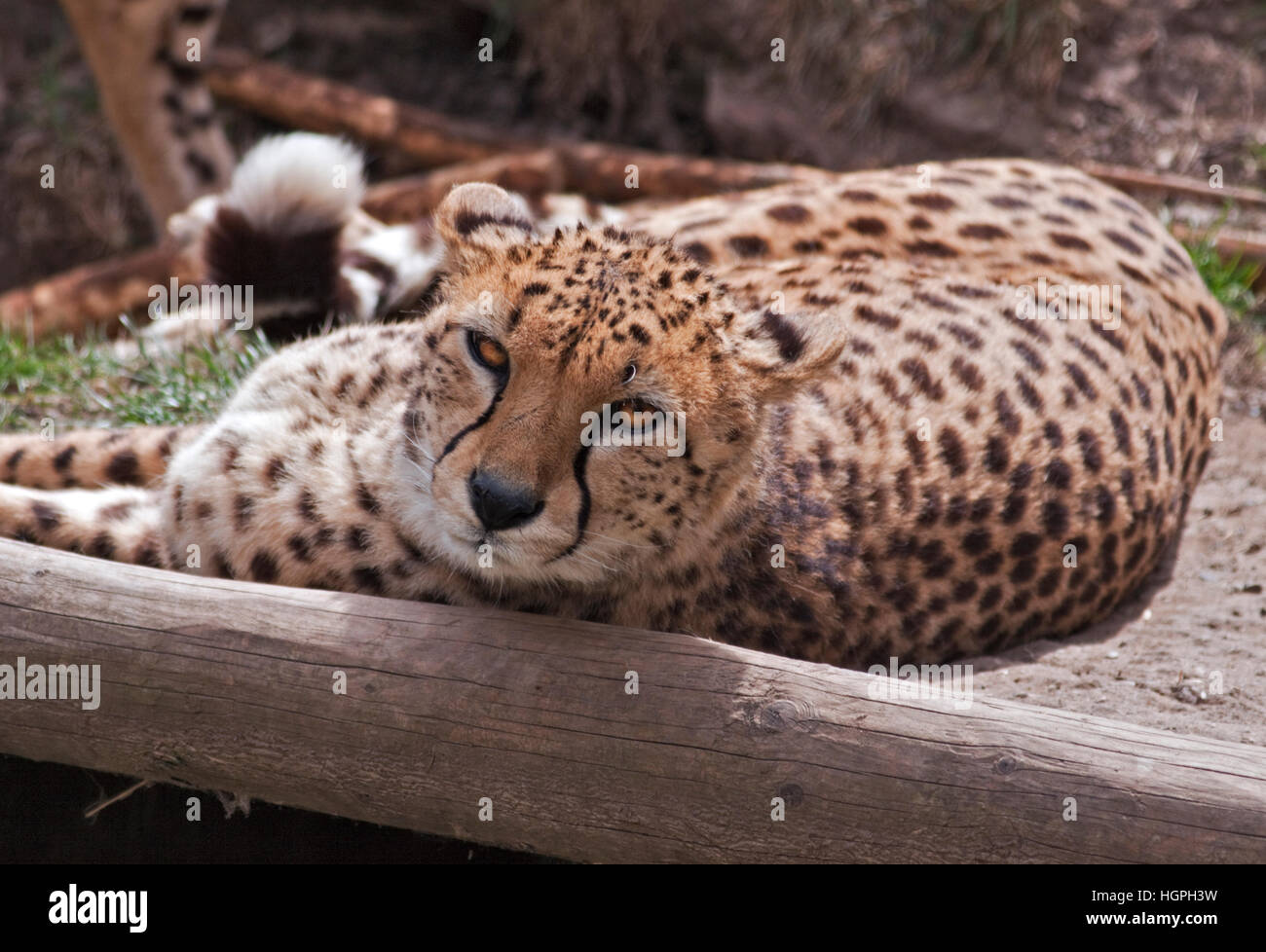 Cheetah (acinonyx jubatus Stock Photo - Alamy
