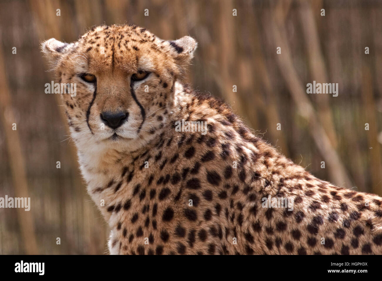 Cheetah (acinonyx jubatus Stock Photo - Alamy