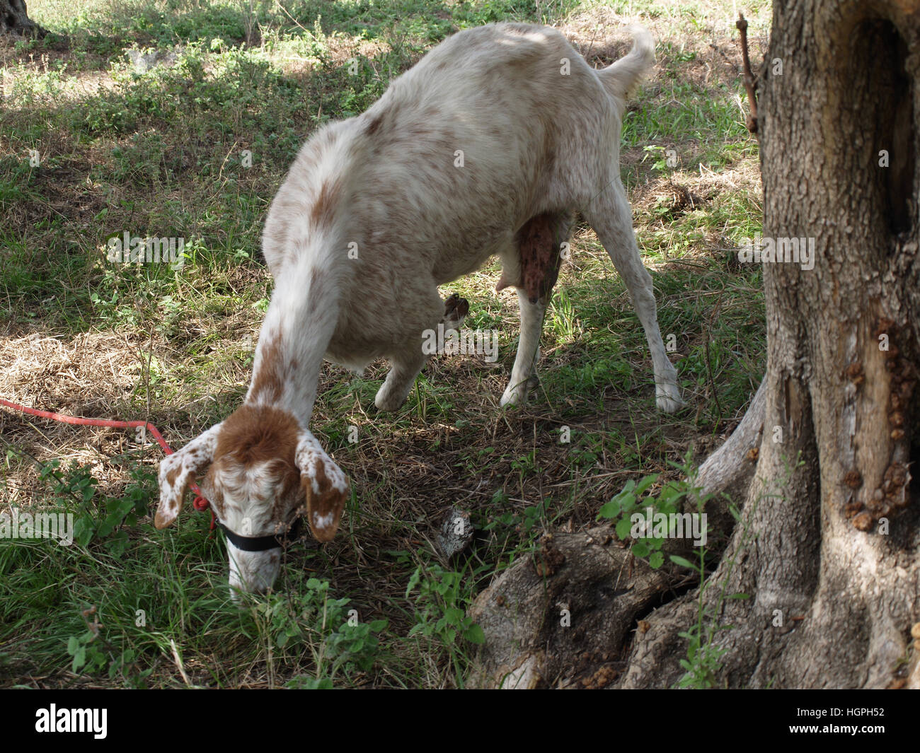 Female goat grazing beneath olive tree Stock Photo - Alamy