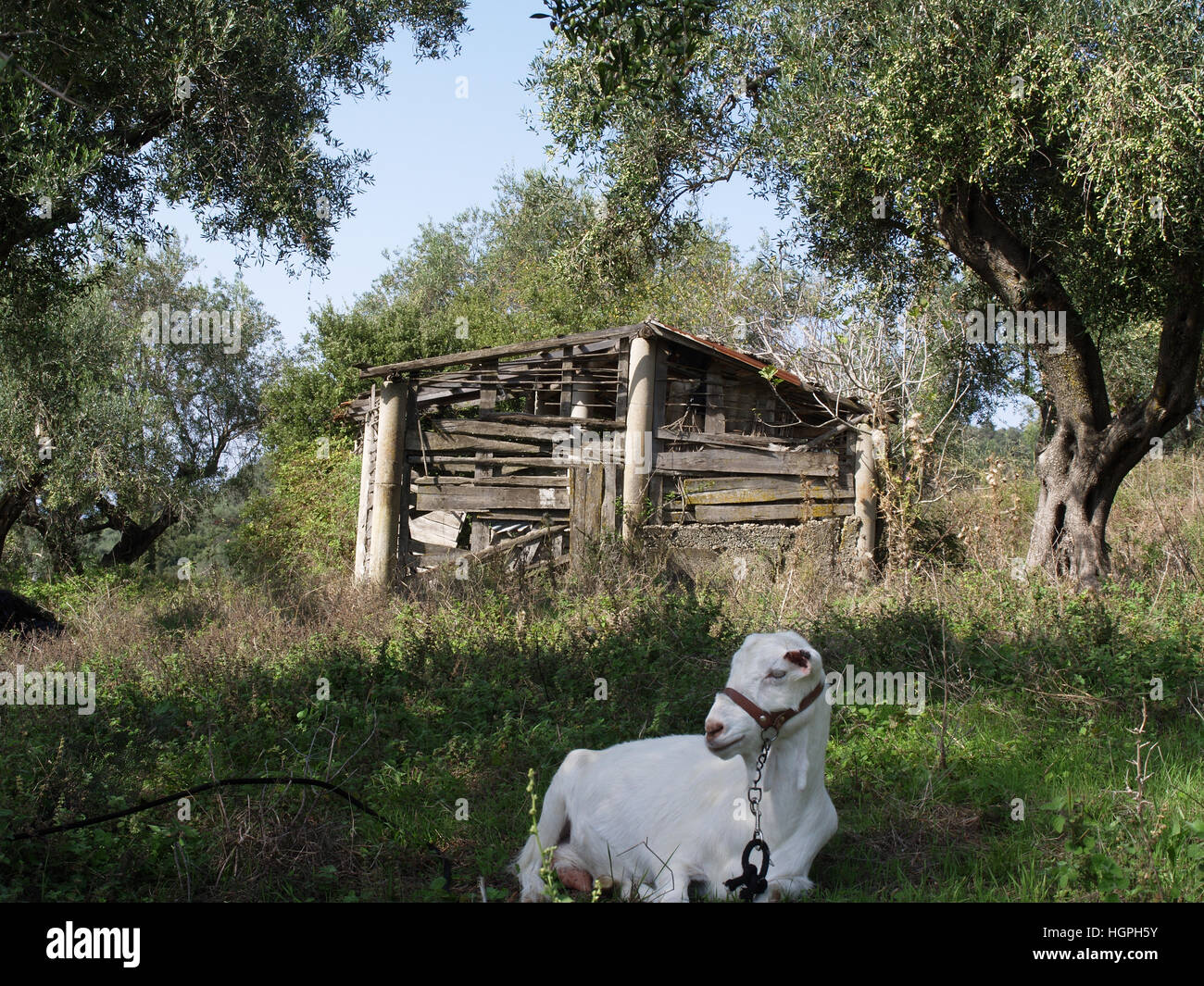 Goat lazing in olive grove near dilapidated wooden shack Stock Photo ...