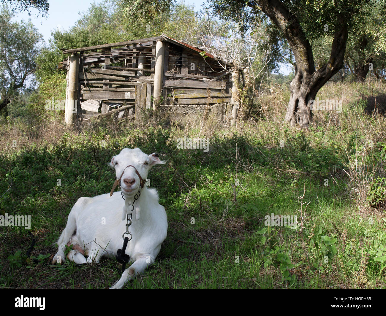 Goat lazing in olive grove near dilapidated wooden shack Stock Photo ...