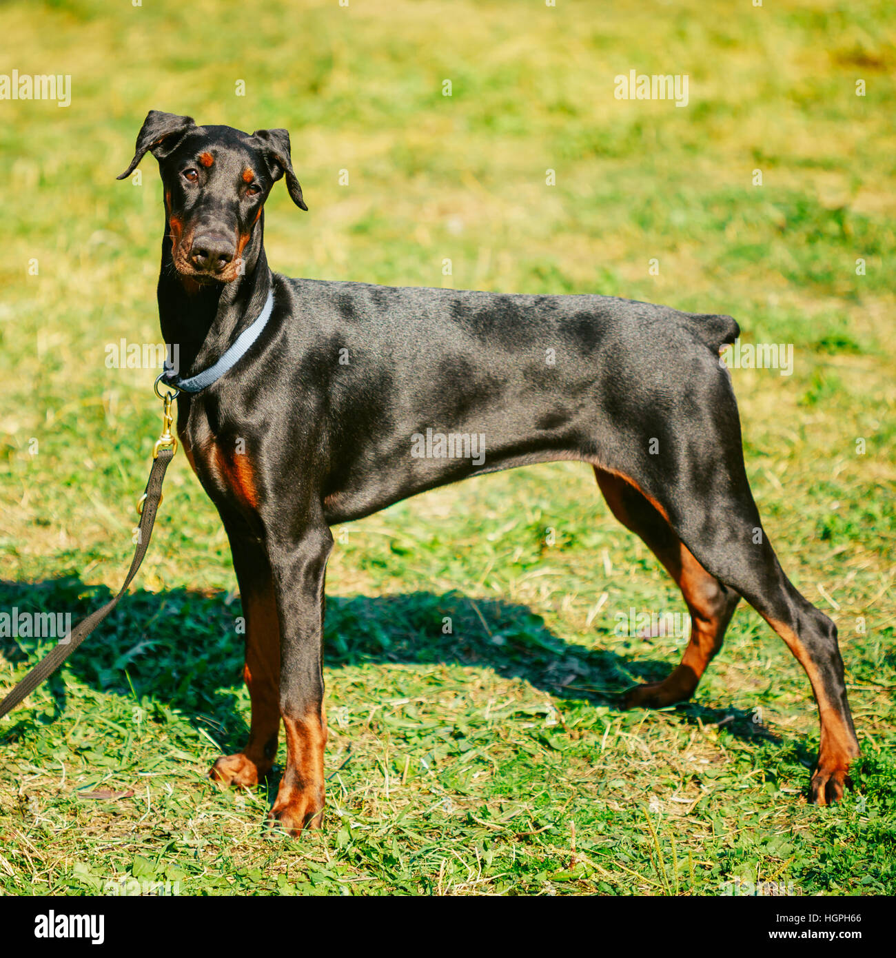 How Intelligent Is A Dobermann