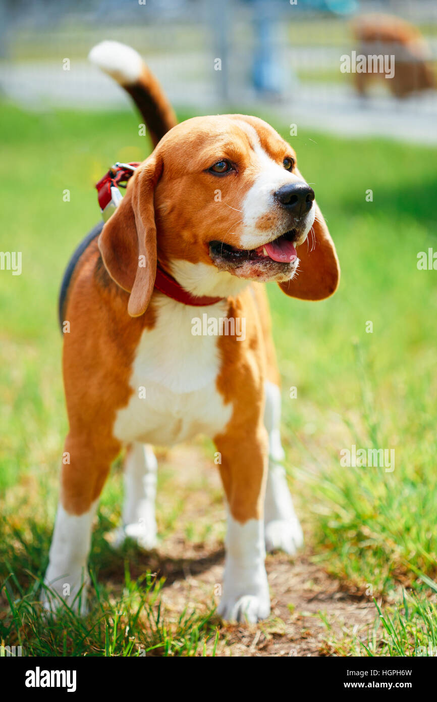Young, Beautiful, Brown And White Beagle Dog Puppy Standing On Lawn In ...