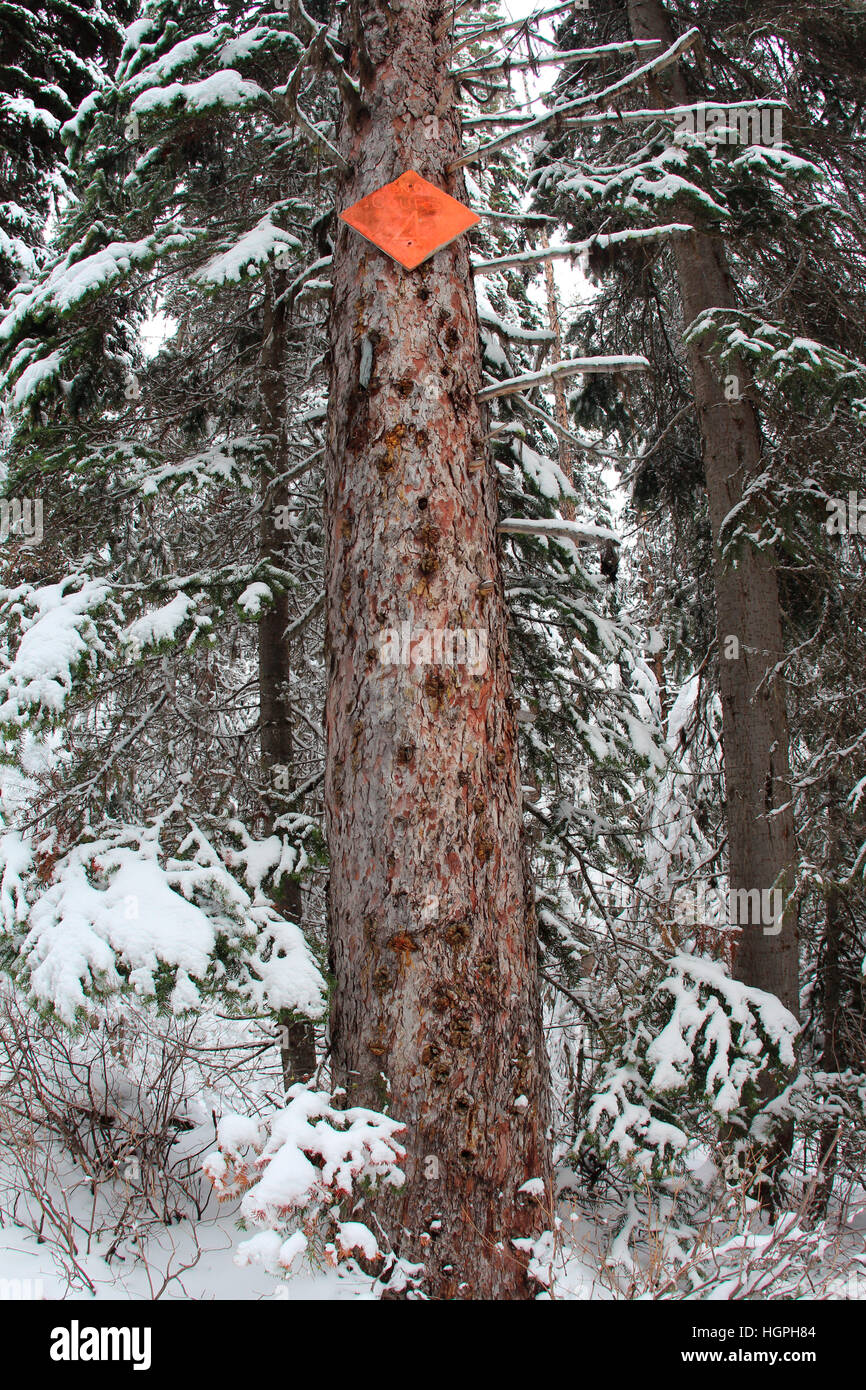 Trail Marker, Banff National Park, Canadian Rocky Mountains Stock Photo ...
