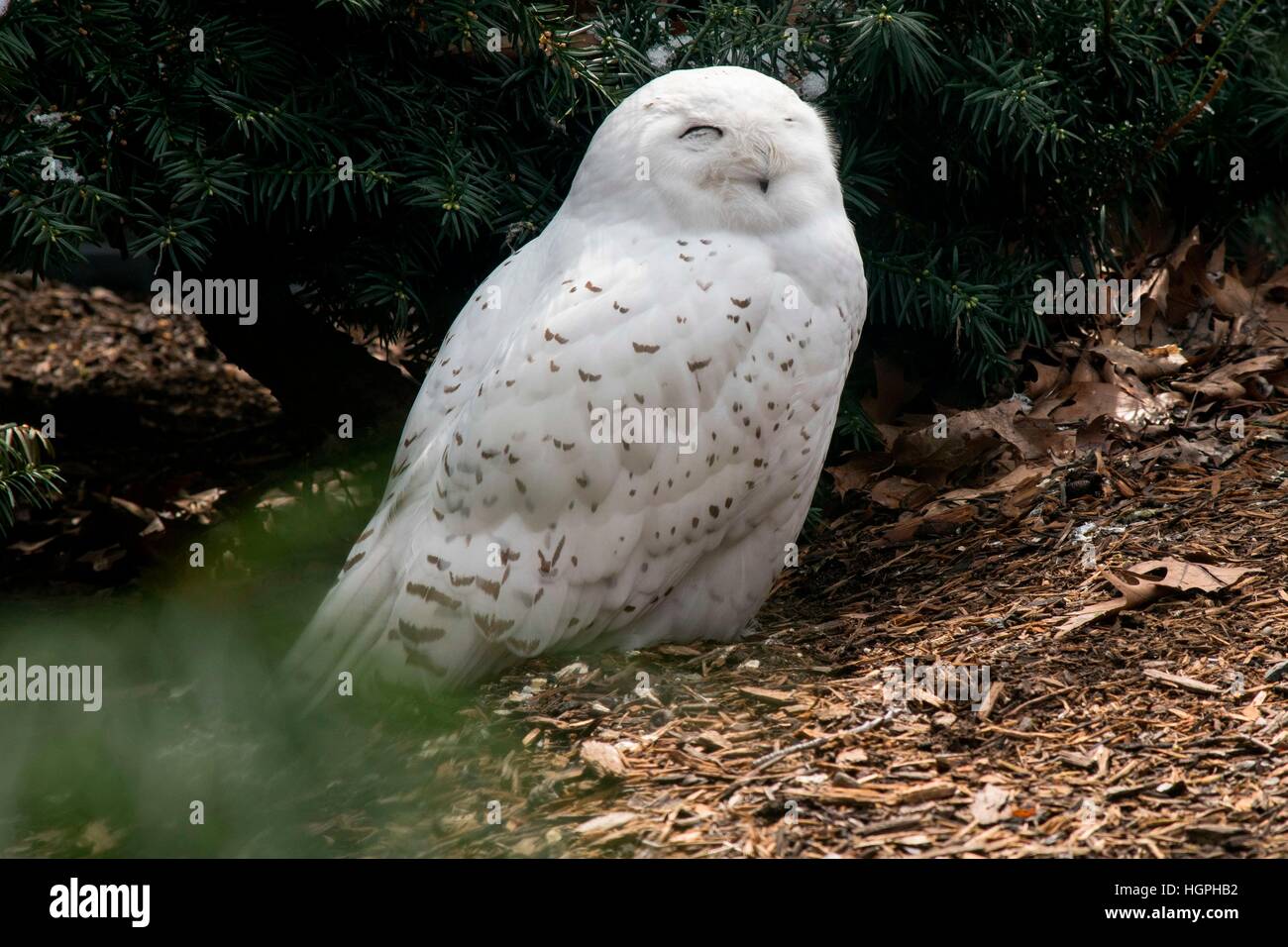 Snowy owl in the National Aviary, Pittsburgh, Pennsylvania Stock Photo ...