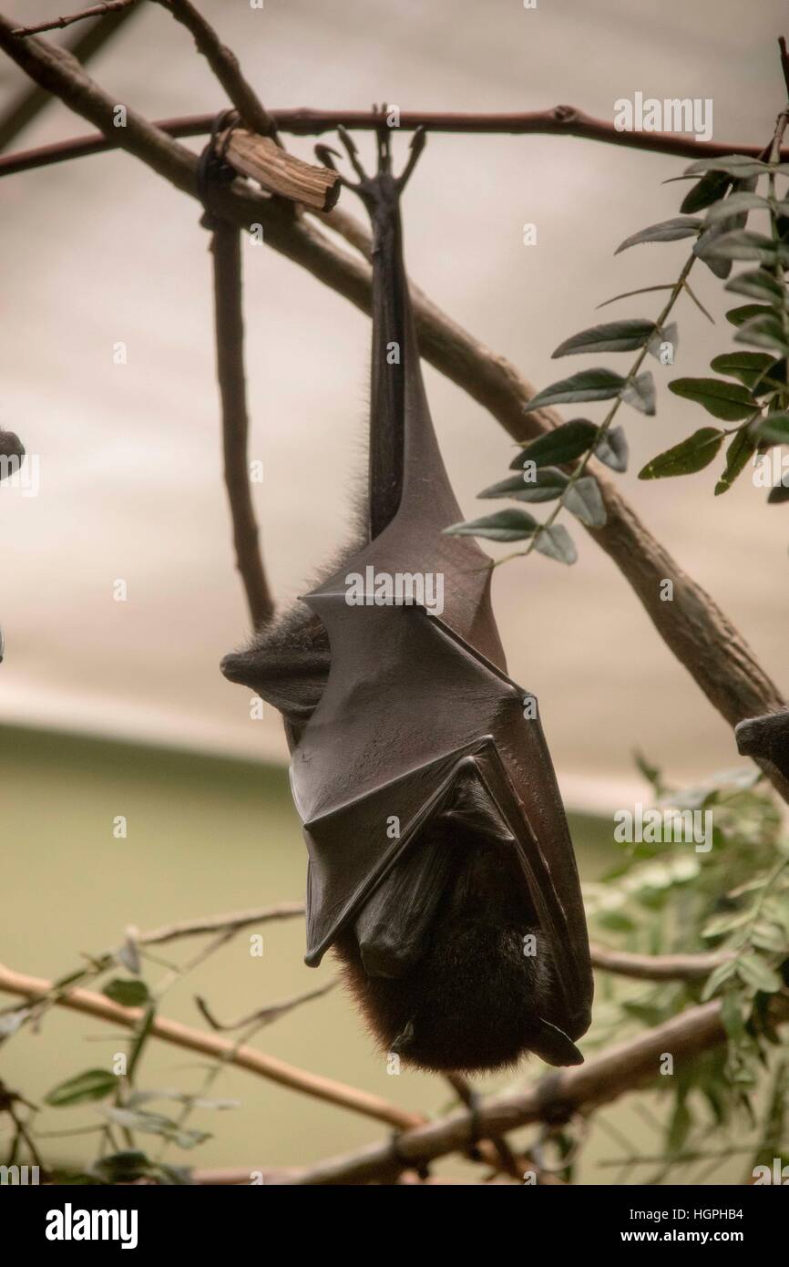 Flying fox bat hanging sleeping in the national hi-res stock ...