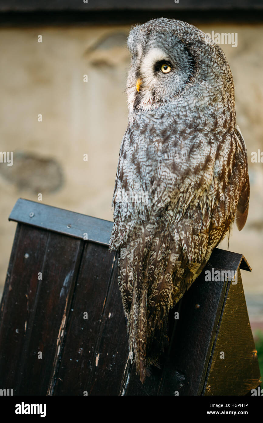 The great grey owl or great gray owl (Strix nebulosa) is very large owl ...