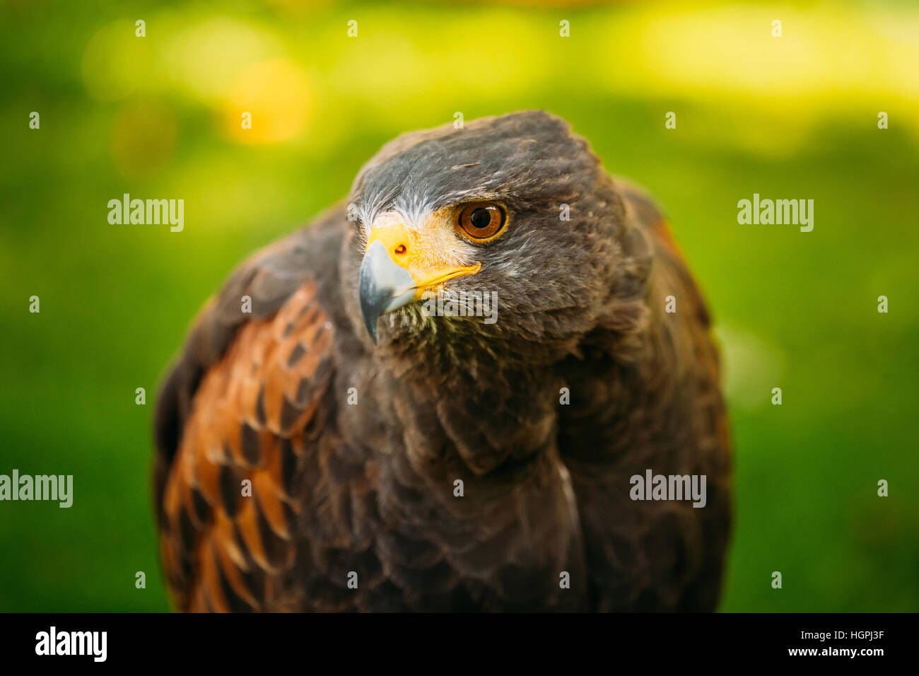 The Harris's hawk (Parabuteo unicinctus) formerly known as the bay ...