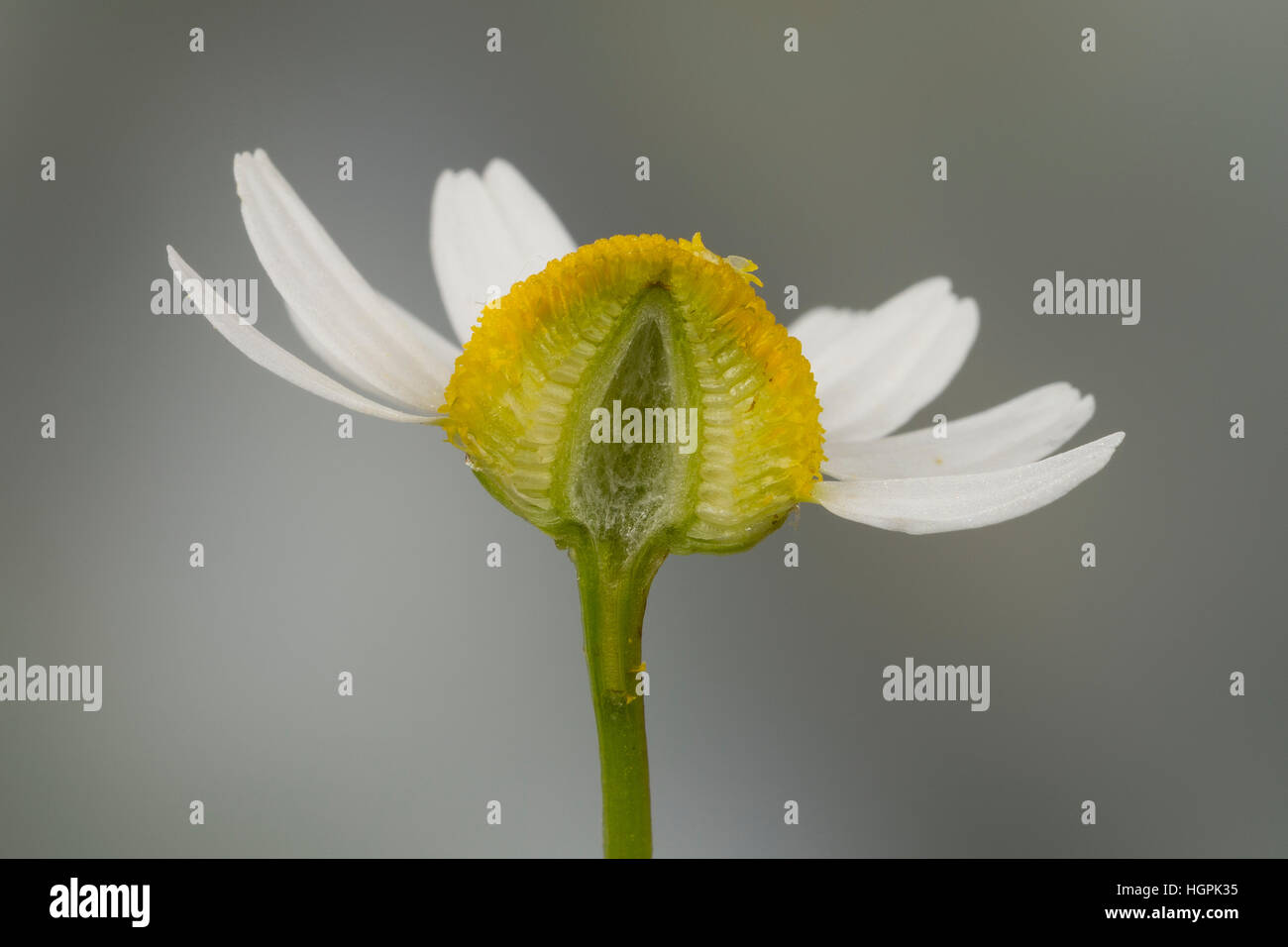 Echte Kamille mit im Längsschnitt hohlem Blütenboden, Matricaria ...