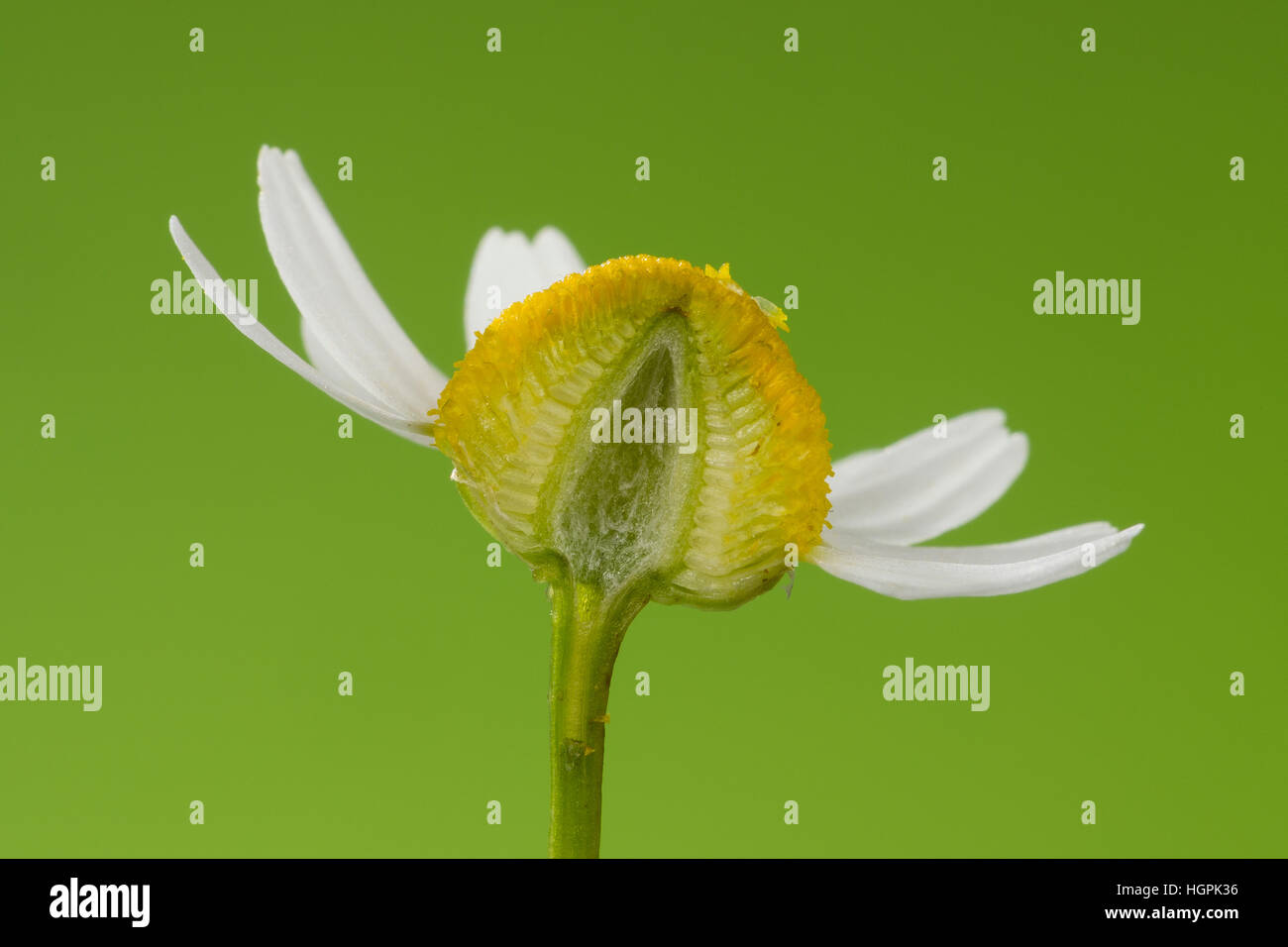 Echte Kamille mit im Längsschnitt hohlem Blütenboden, Matricaria ...