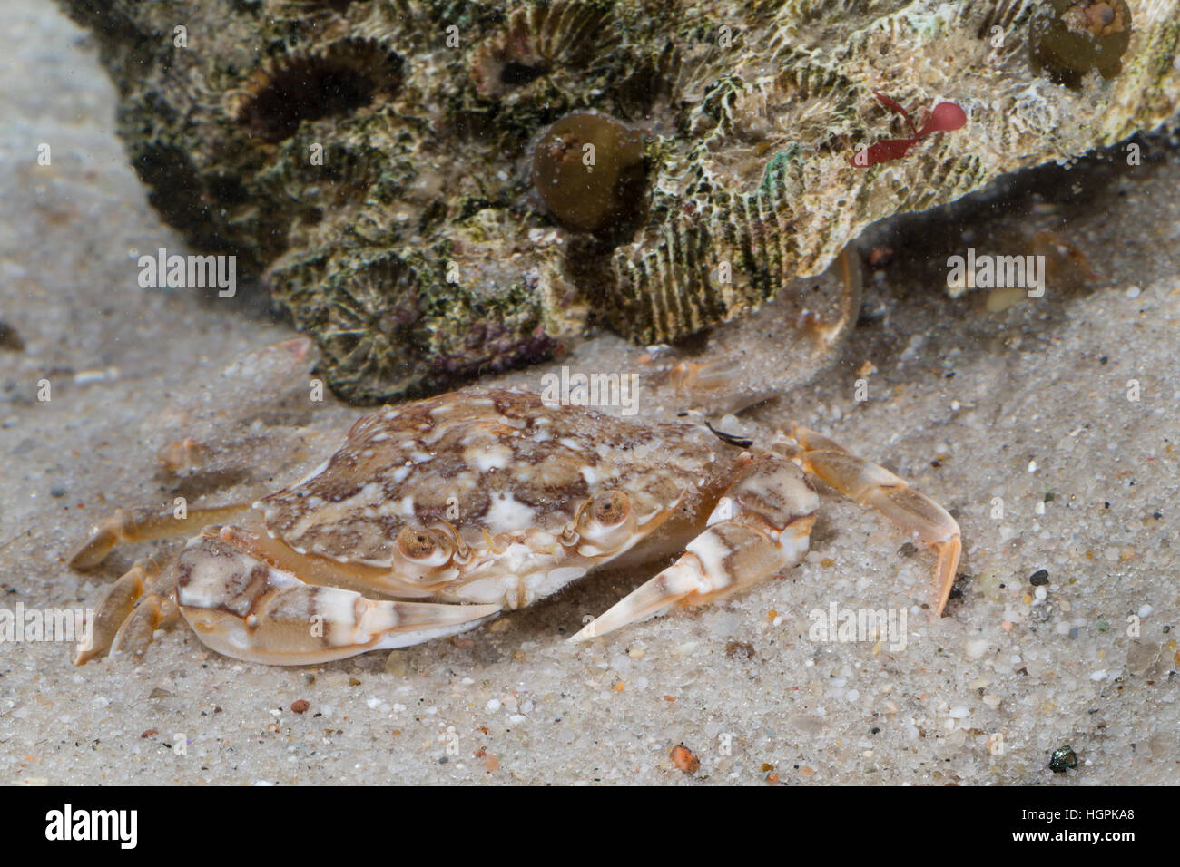 Le portune marbre hi-res stock photography and images - Alamy