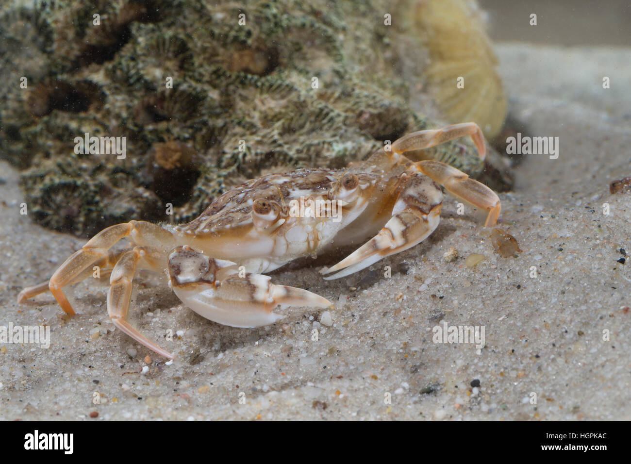 Liocarcinus Marmoreus