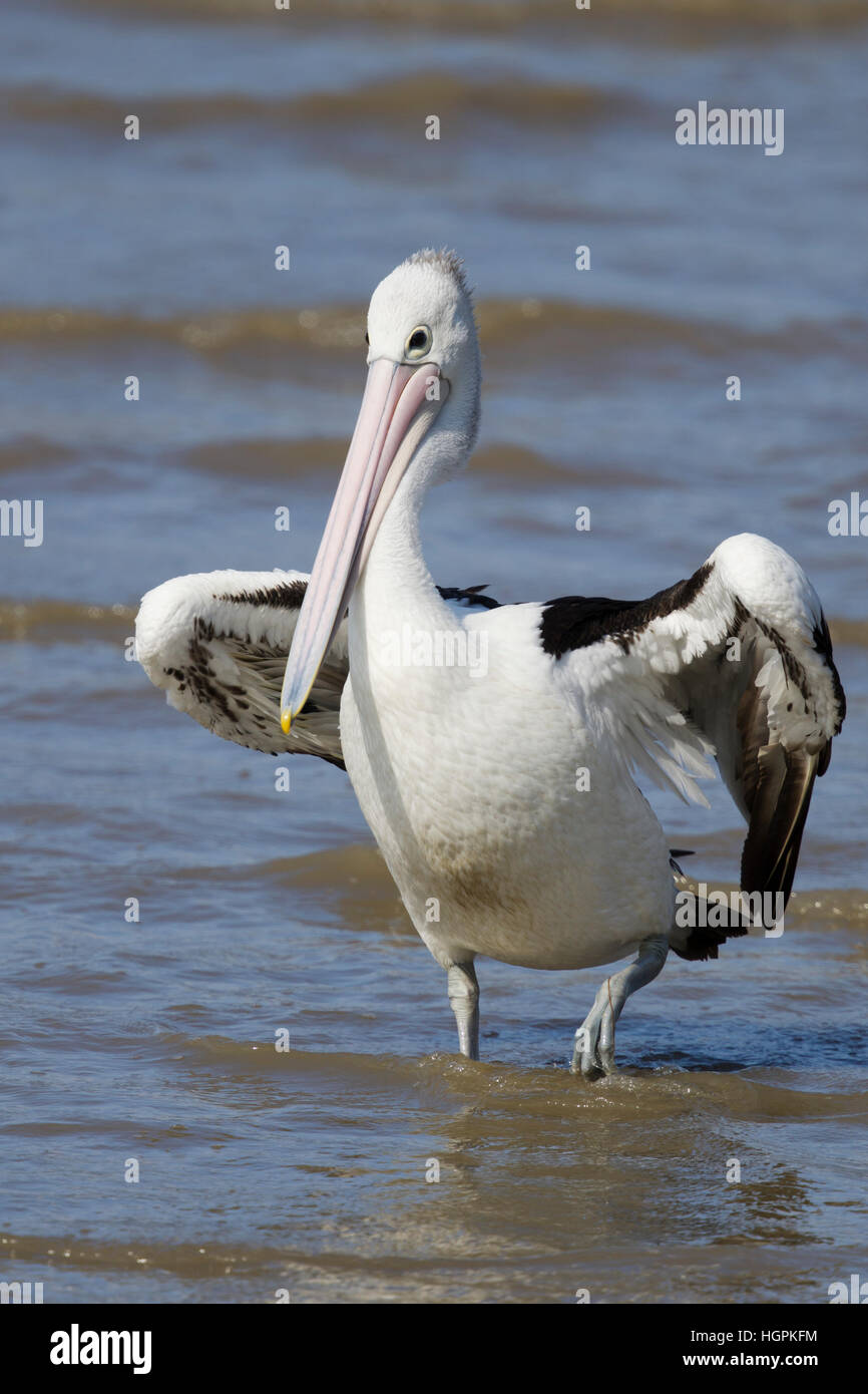 Australian Pelican Pelecanus conspicillatus Cairns Queensland ...