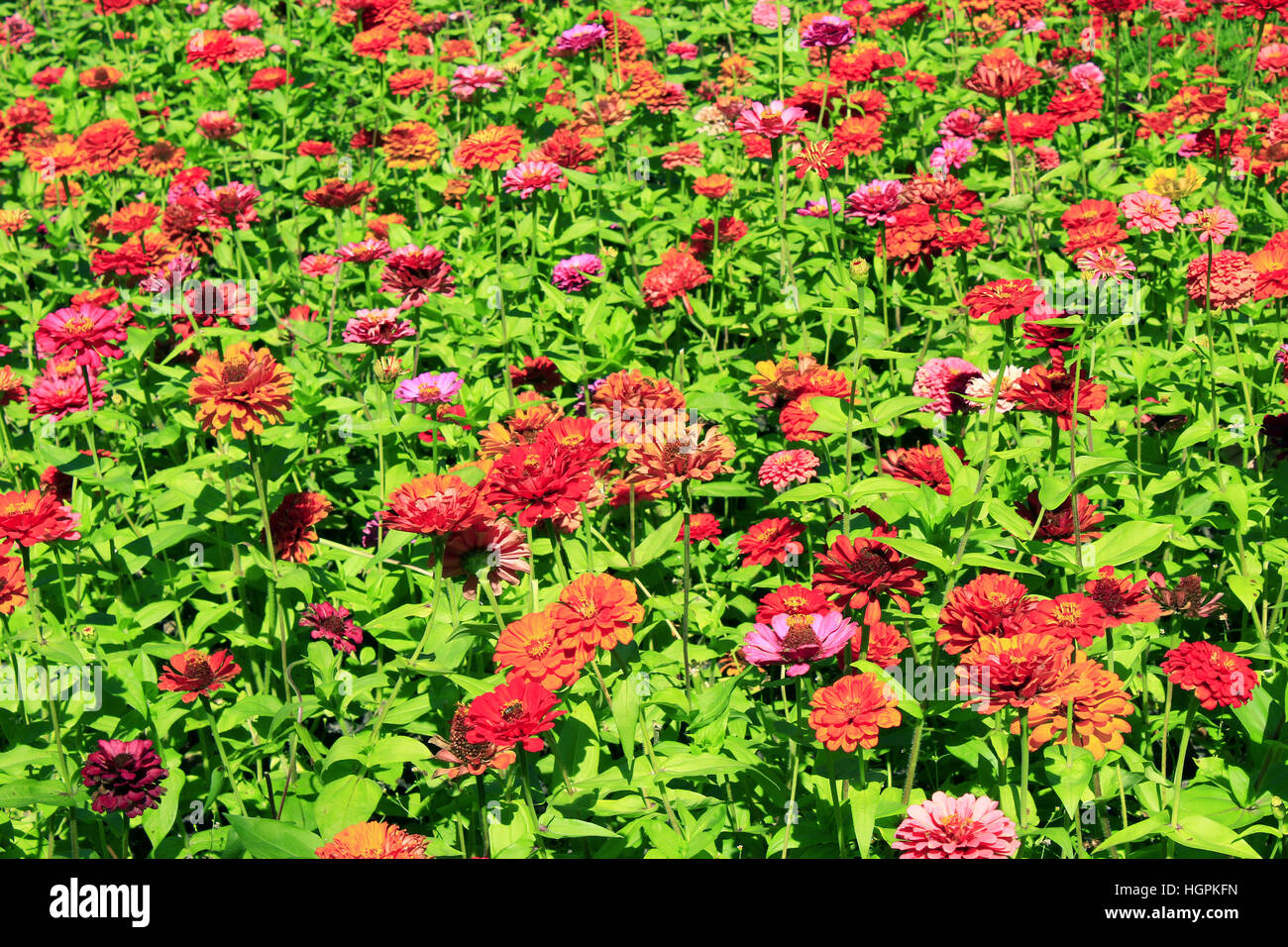 multicolored flowers of zinnia in the garden Stock Photo - Alamy