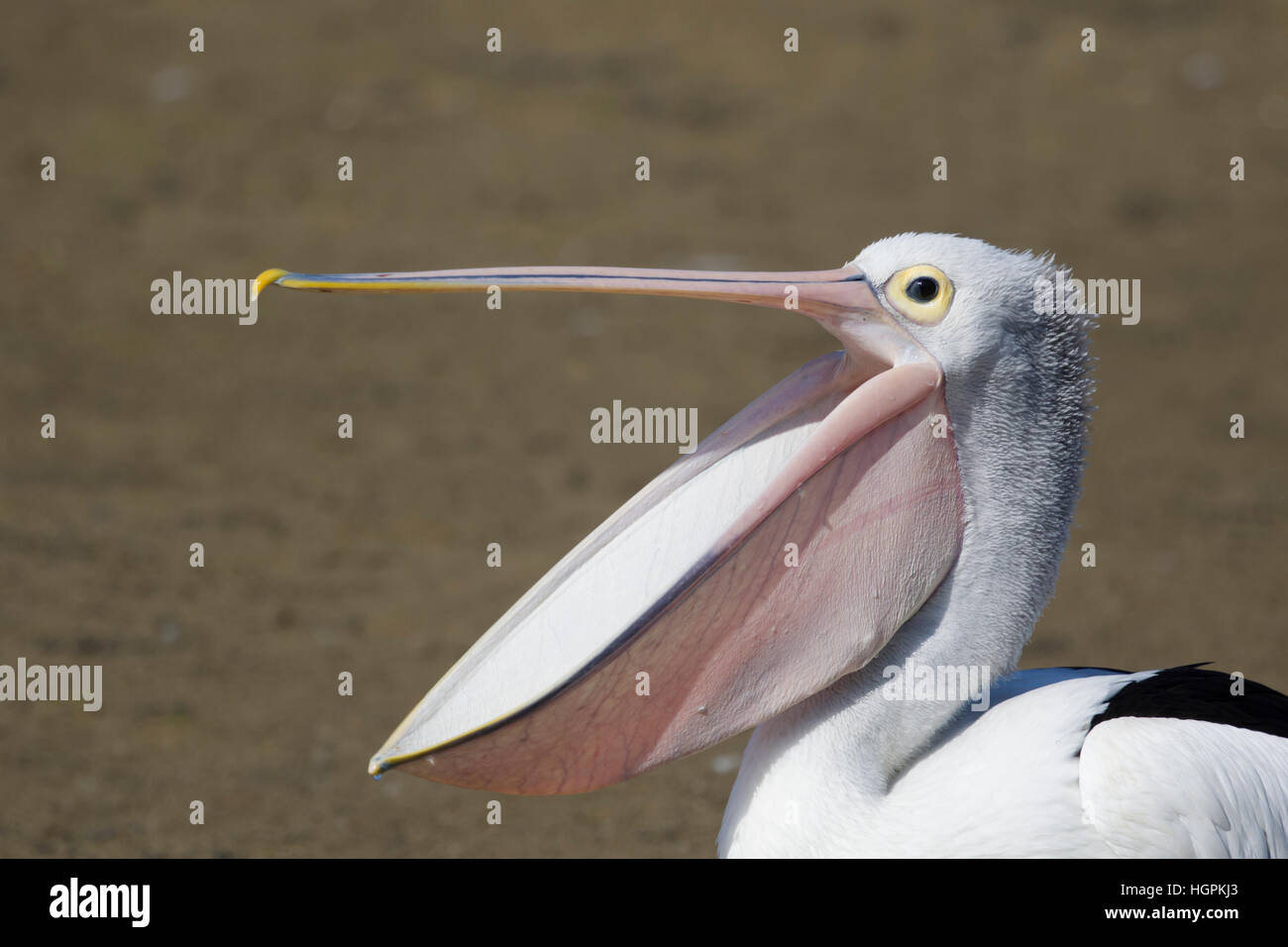 Australian Pelican - open bill Pelecanus conspicillatus Cairns ...