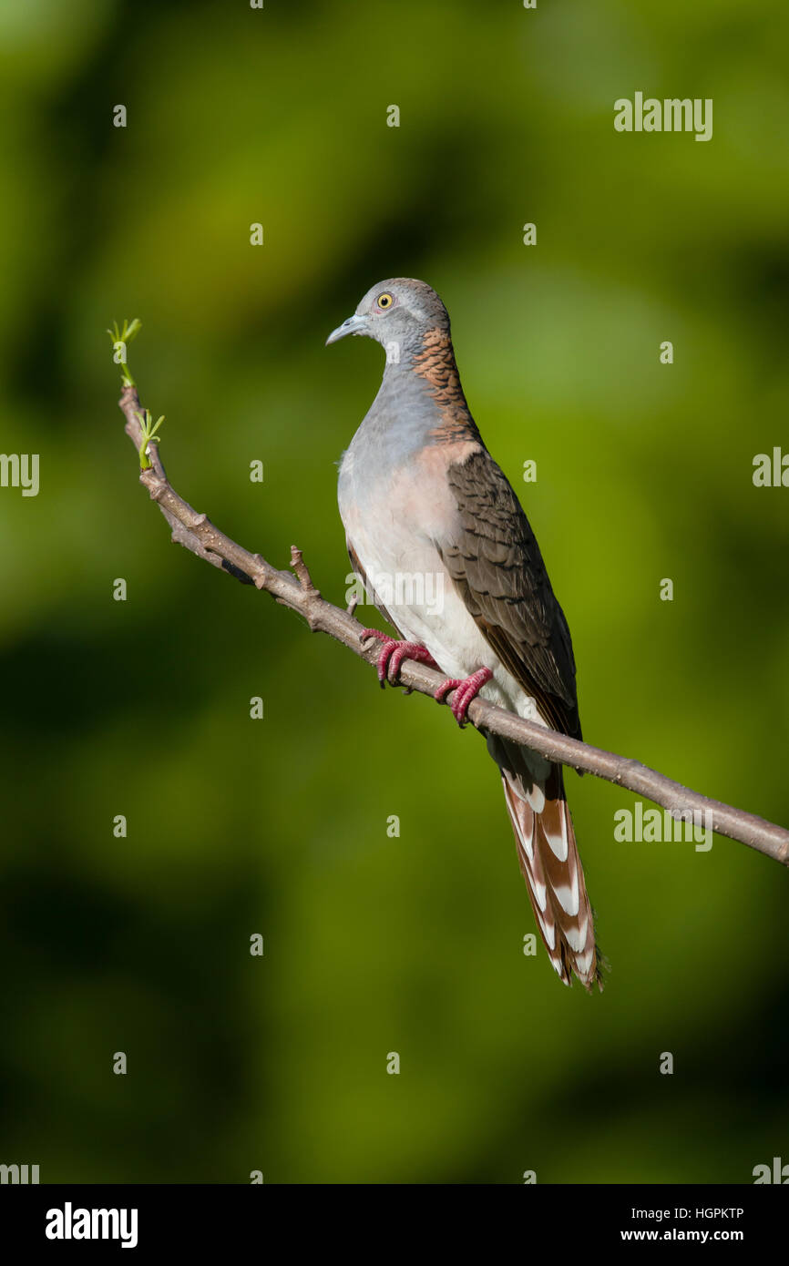 Australian Doves Stock Photos & Australian Doves Stock Images - Alamy