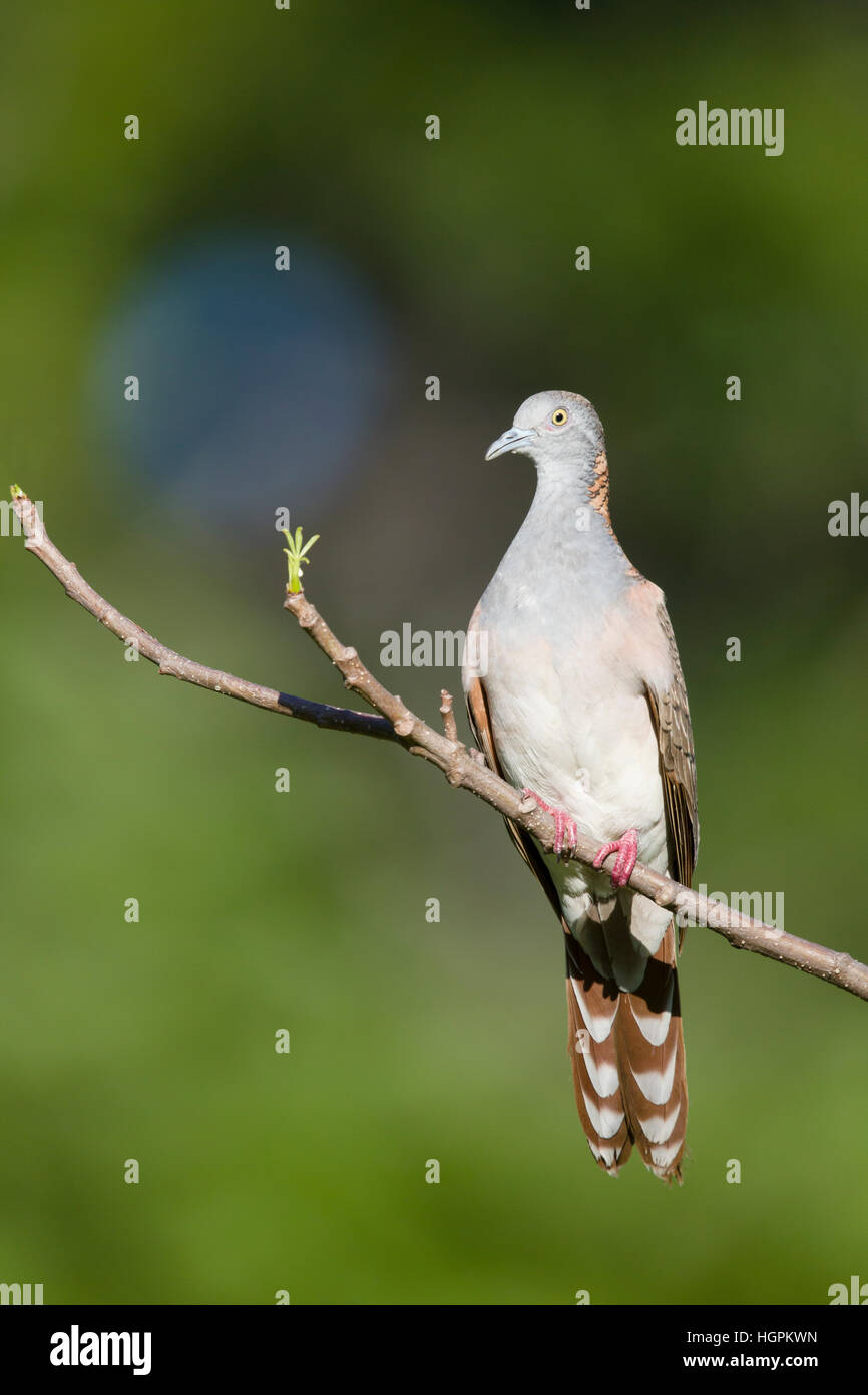 Australian Doves Stock Photos & Australian Doves Stock Images - Alamy