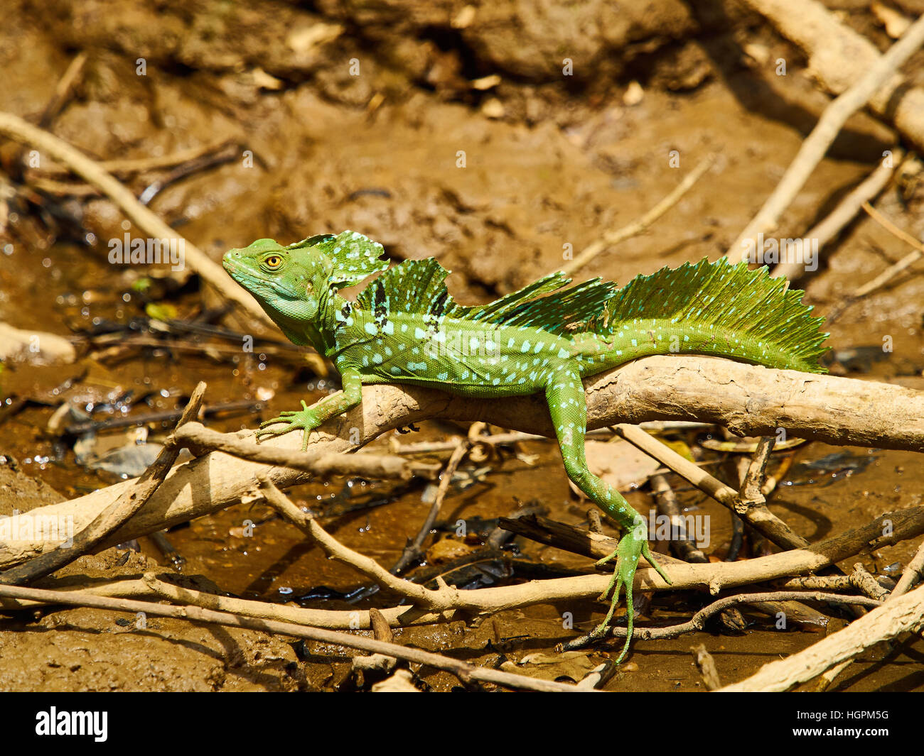 Jesus Christ Lizard at the river bank Stock Photo - Alamy