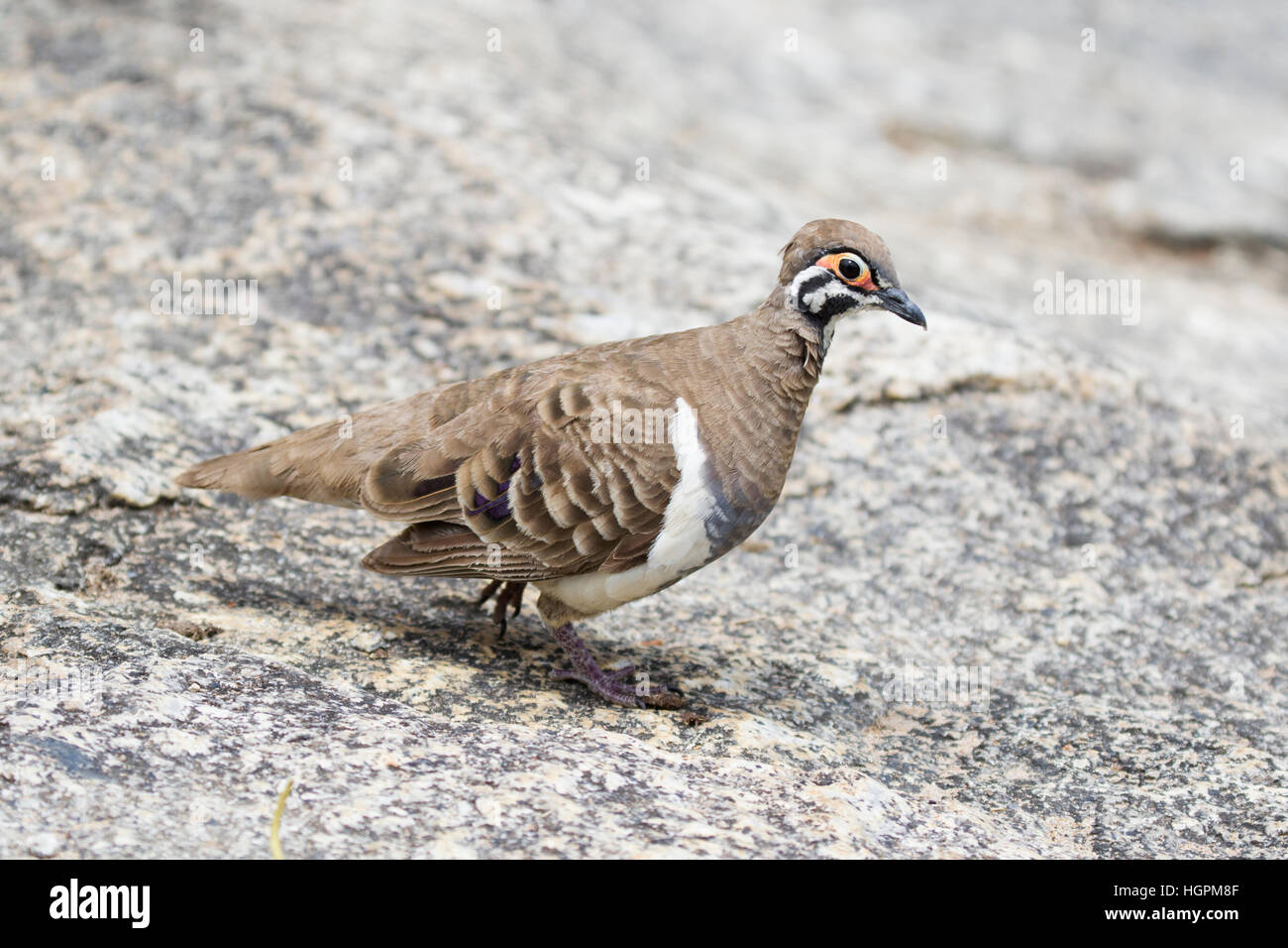 Australian squatter hi-res stock photography and images - Alamy