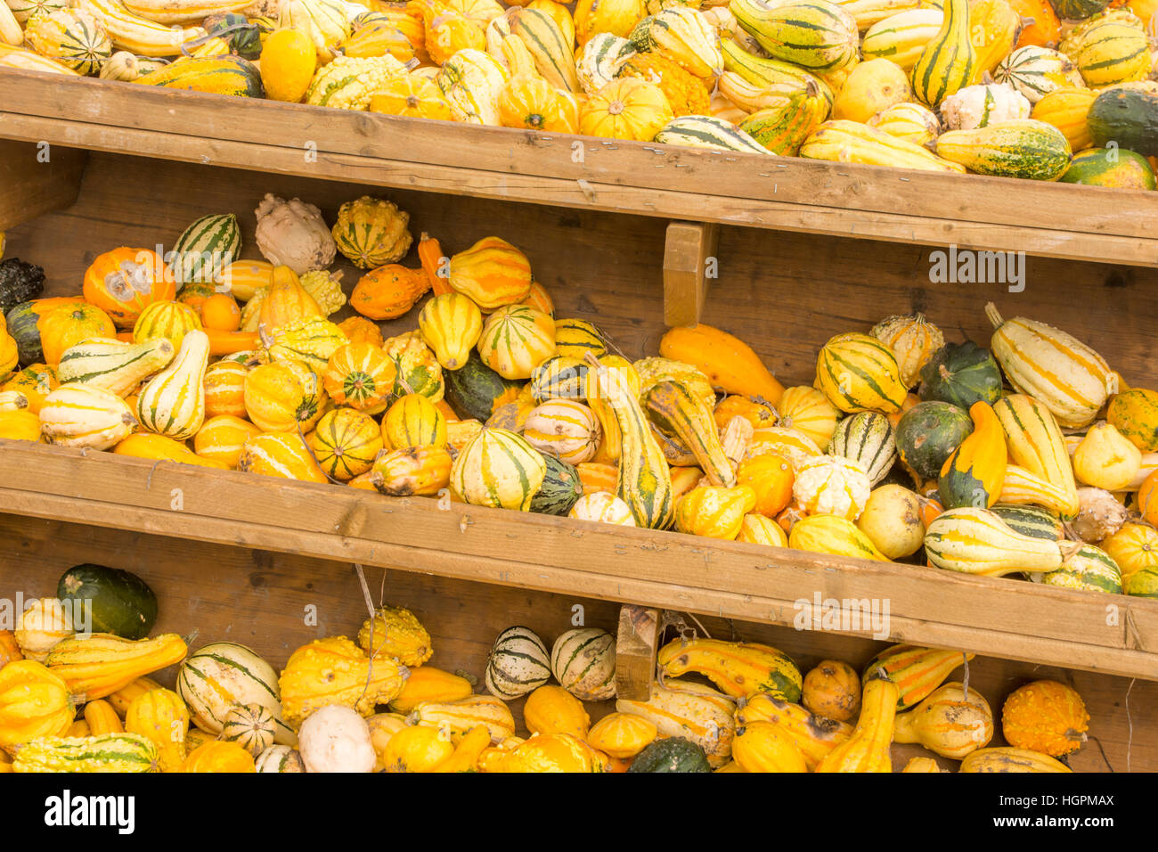 Lots of pumpkins in a shelf at the market Stock Photo - Alamy