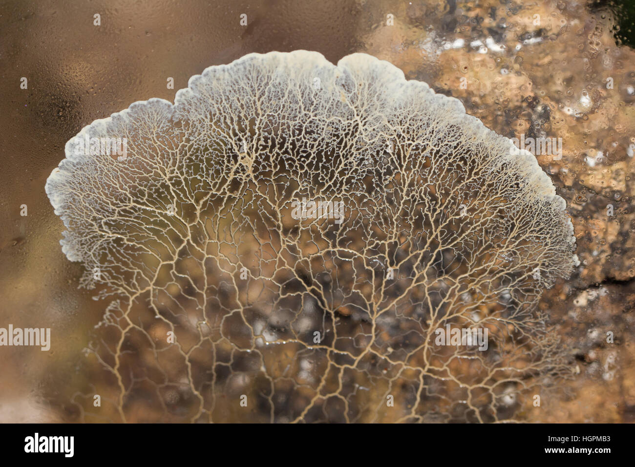 Slime mold hi-res stock photography and images - Alamy