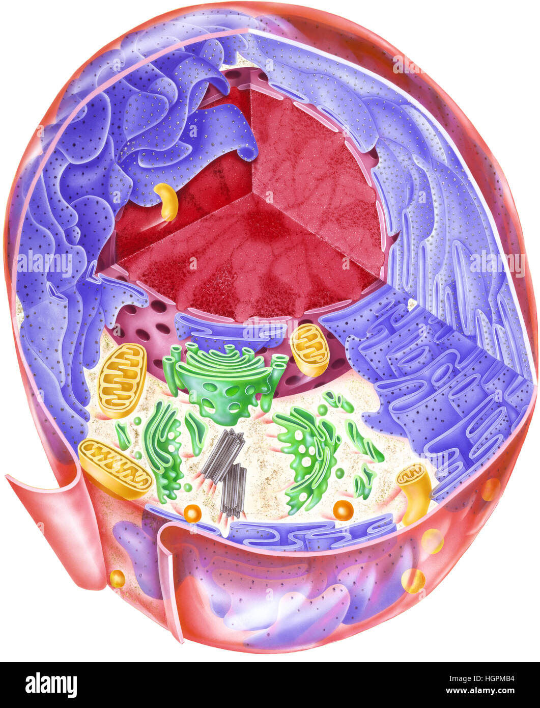 Human cell showing internal structures Stock Photo - Alamy