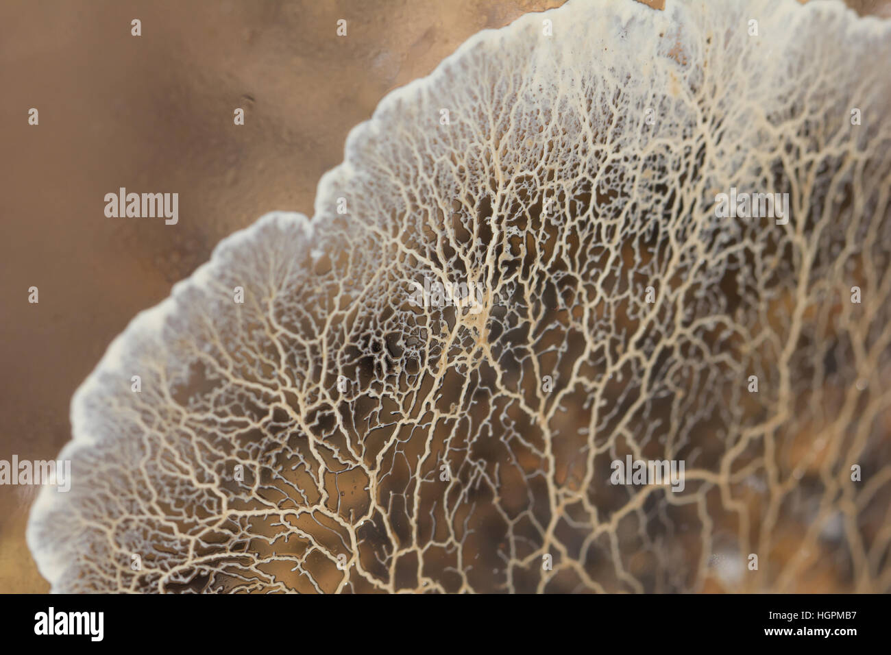 Slime mold Stock Photo: 130806011 - Alamy
