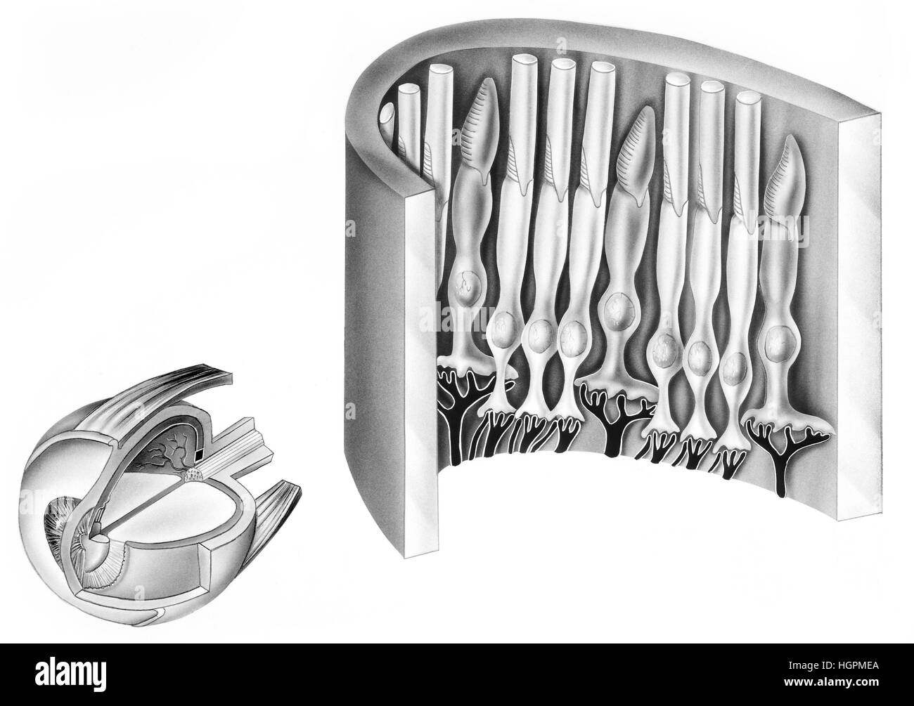 A human eye, showing a quarter dissection (left) and a detail of the ...