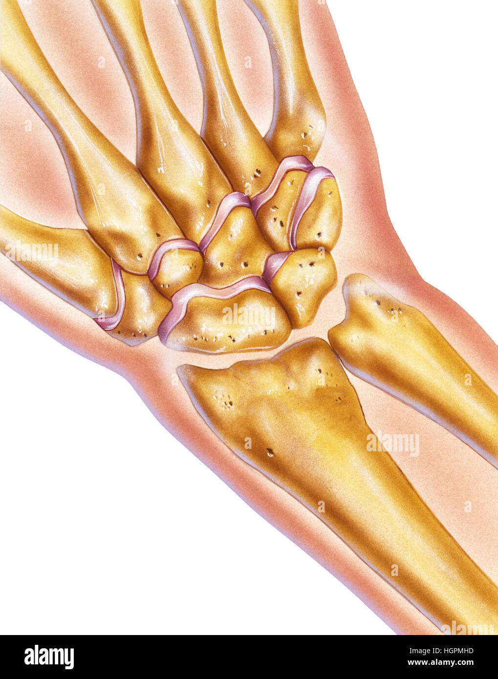 Wrist bones hi-res stock photography and images - Alamy
