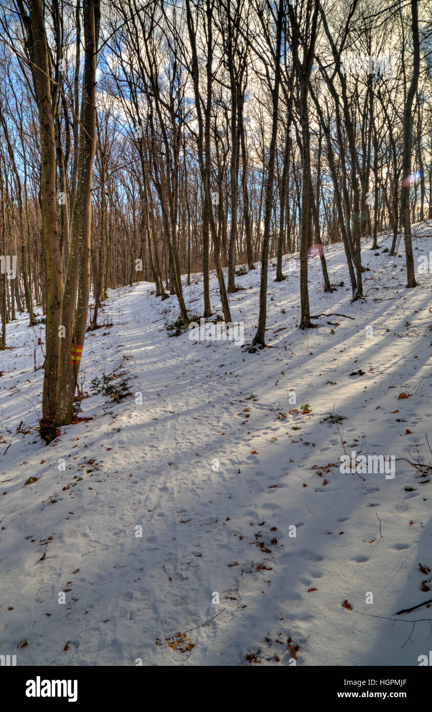 Winter forest landscape Stock Photo - Alamy