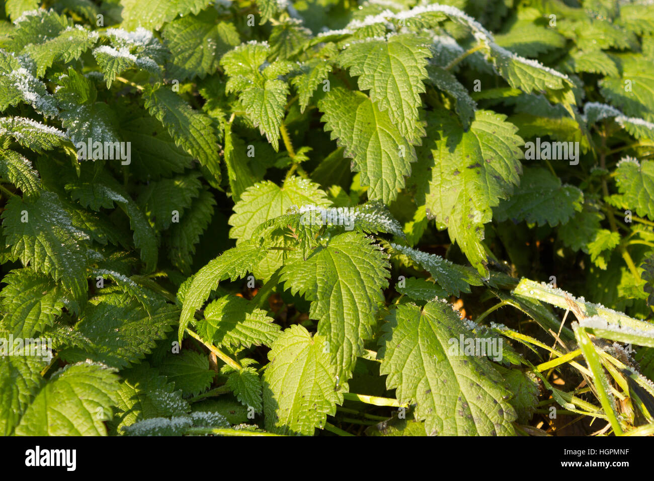 STINGING NETTLE (Urtica dioica Stock Photo - Alamy