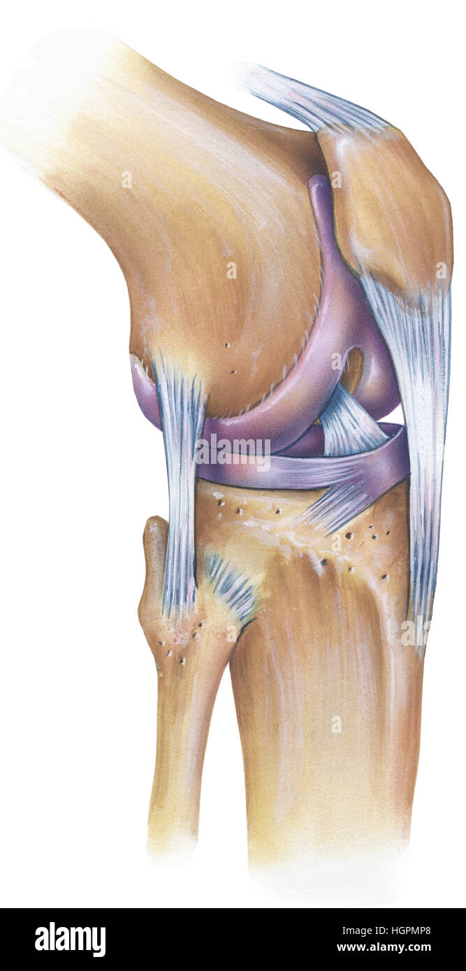 The normal human anatomy of a knee, anterolateral view. Shown are the ...
