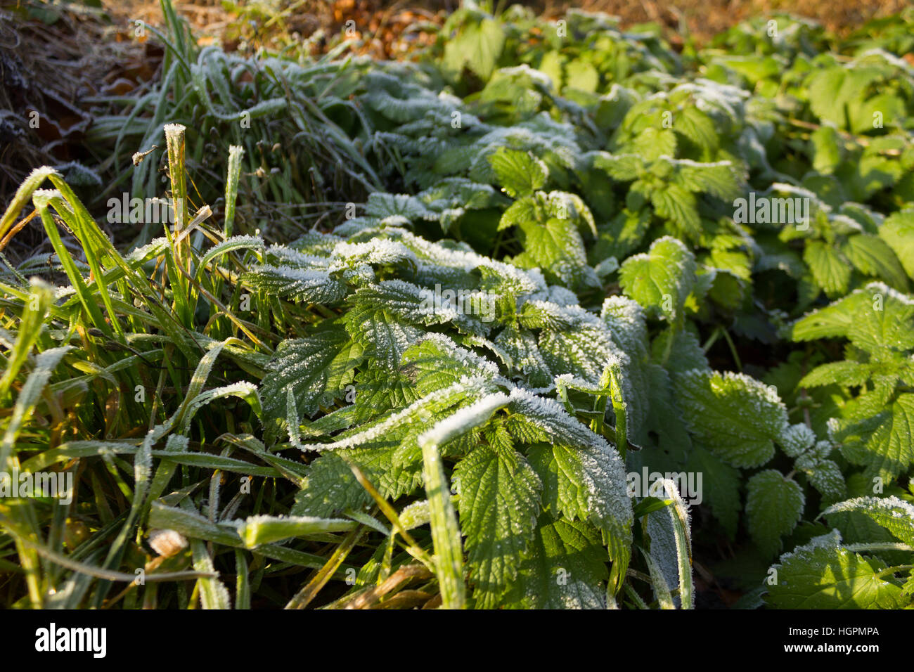 Ice crystals on frosted stinging nettle, Urtica dioica Stock Photo - Alamy