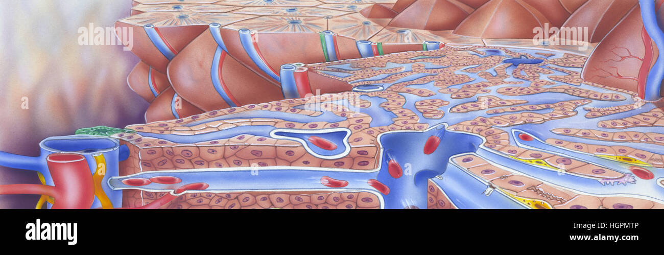 Liver - Cut Away View to show internal structures including: liver ...