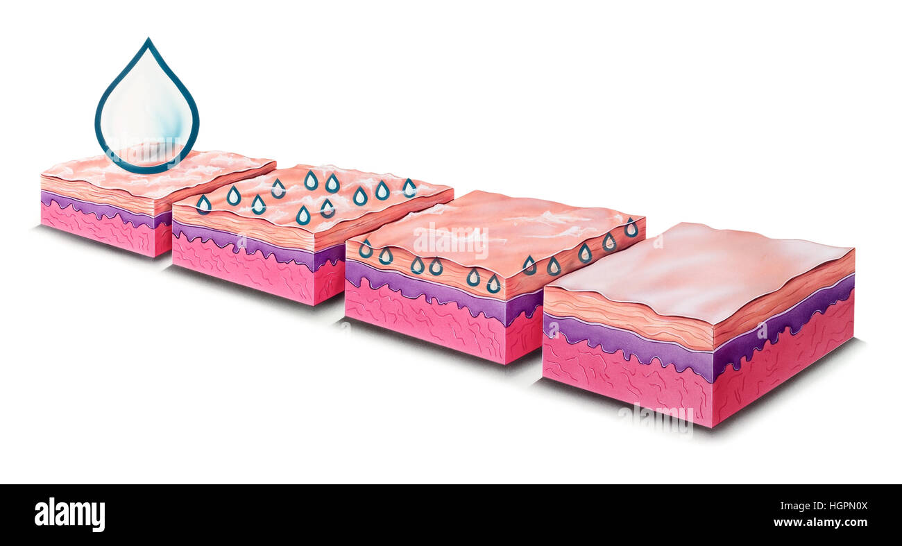 Dermal absorption hi-res stock photography and images - Alamy