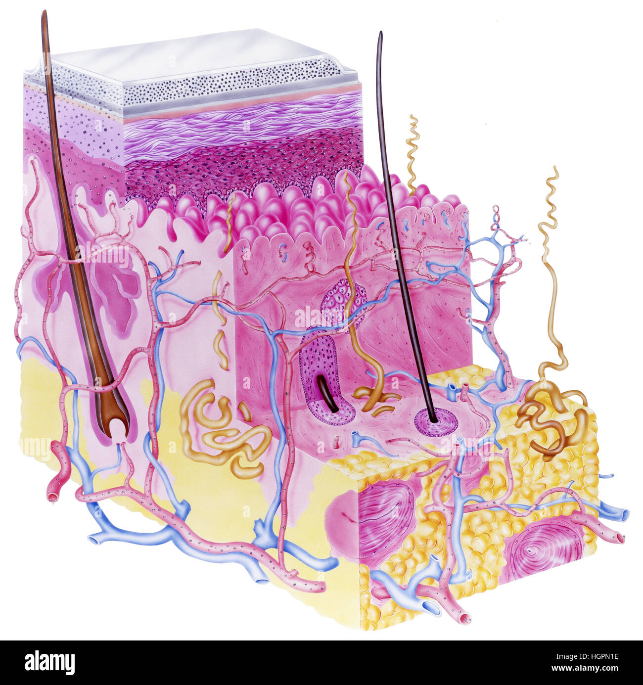 Transdermal patch hi-res stock photography and images - Alamy
