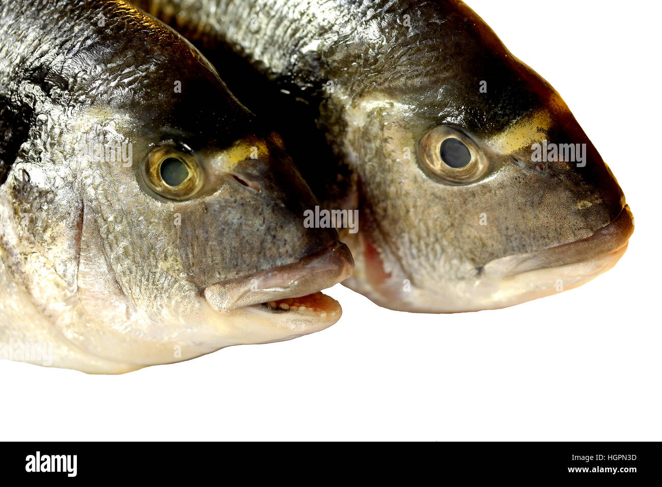 two big bream freshly caught by the fishermen in the sea Stock Photo ...