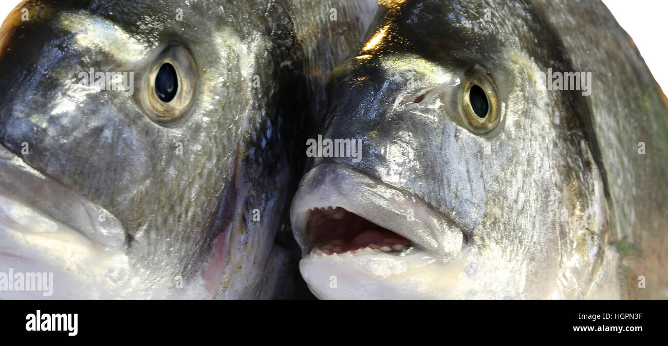 Two Fish Caught By Fisherman High Resolution Stock Photography and ...