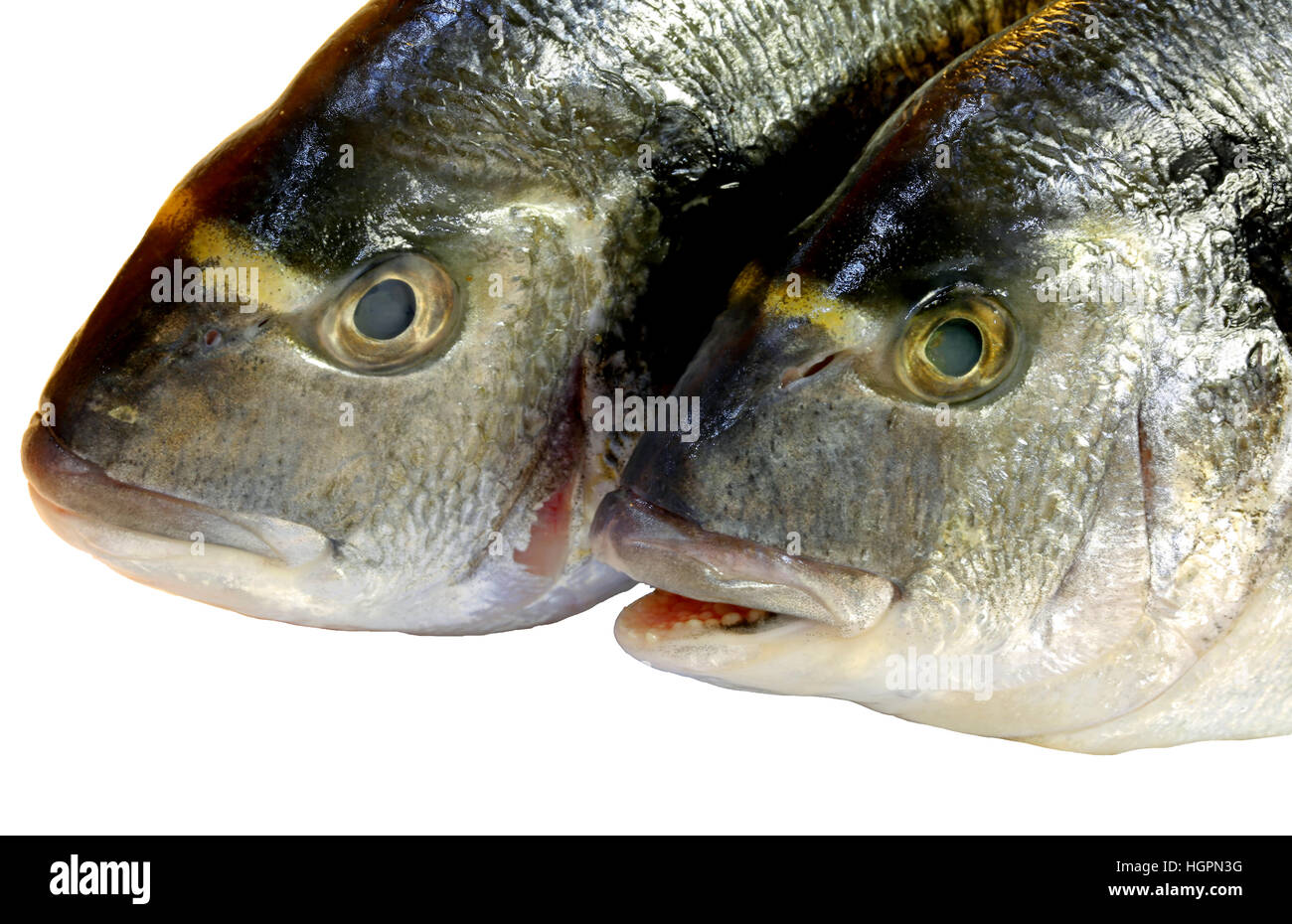 two huge freshly caught sea bream ready to be cooked at the restaurant ...