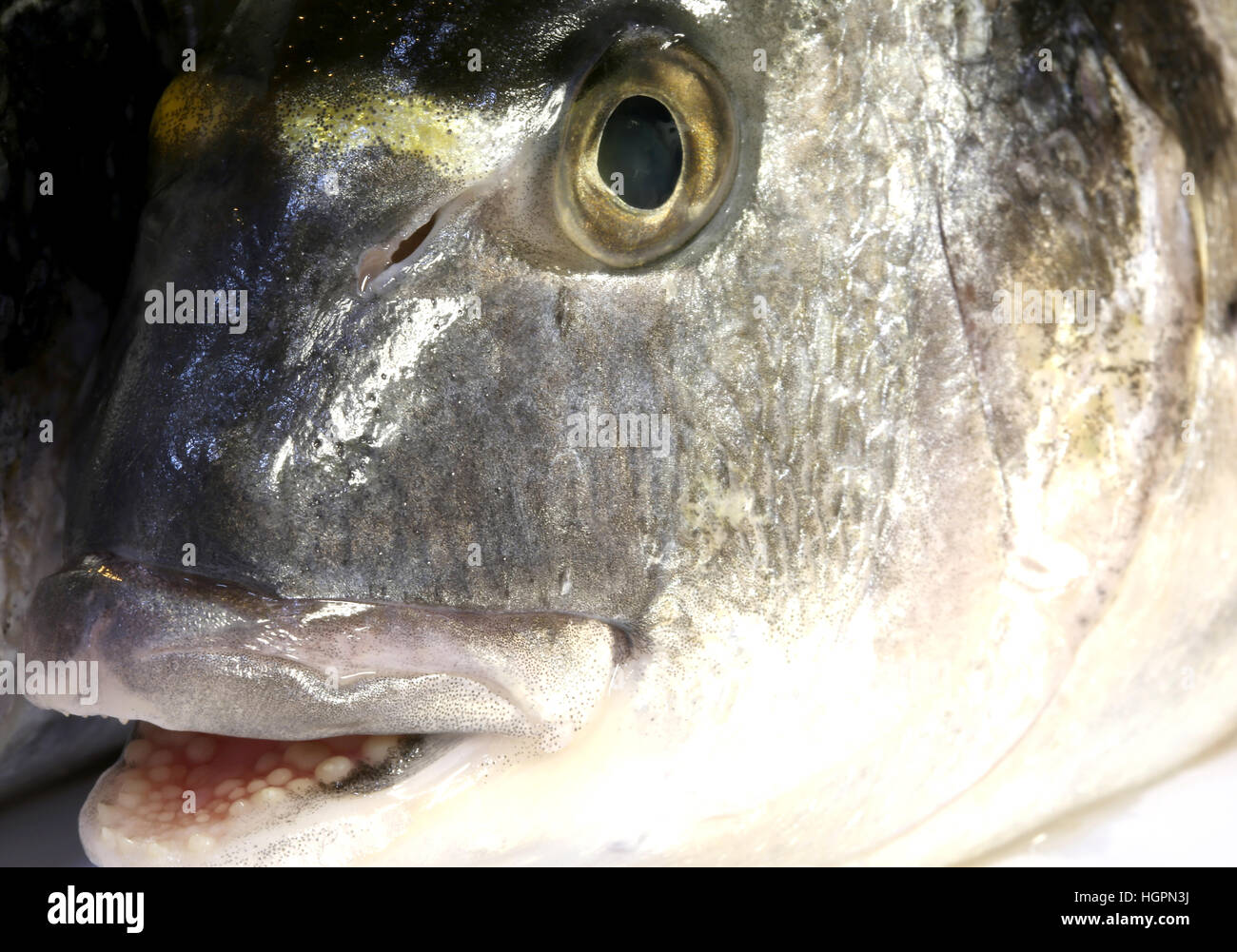 Big eye sea bream hi-res stock photography and images - Alamy