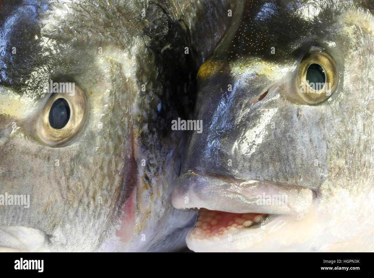 eyes of two bream fish watching the camera lens Stock Photo - Alamy